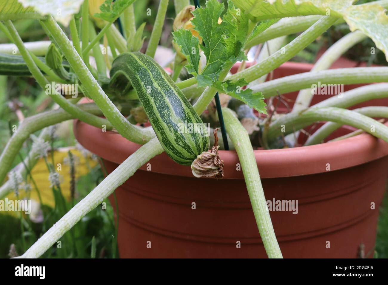two-tone Zucchini in a Plant pot Stock Photo - Alamy