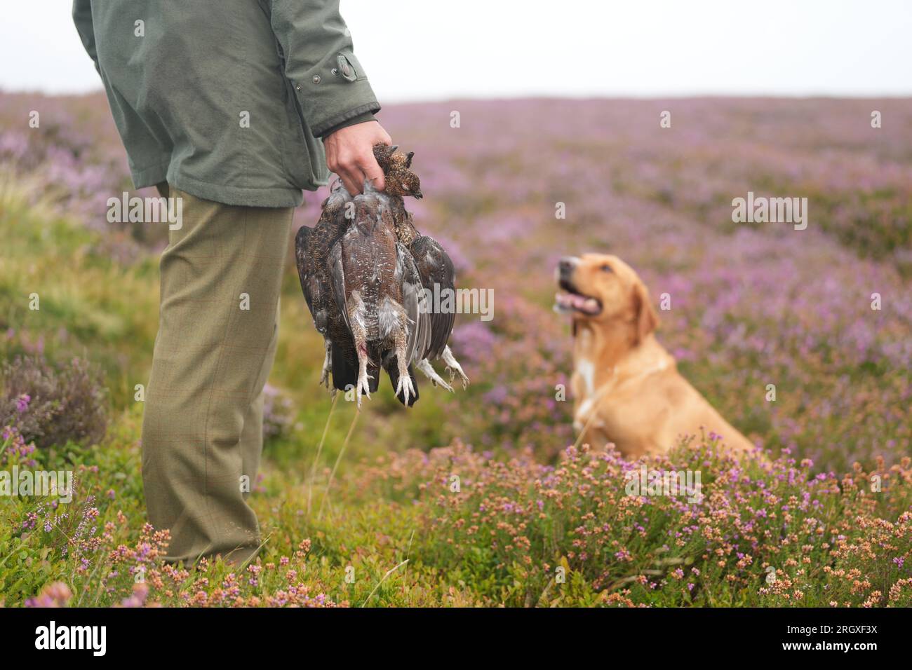 A man carries grouse during a shooting party on the moors in North ...