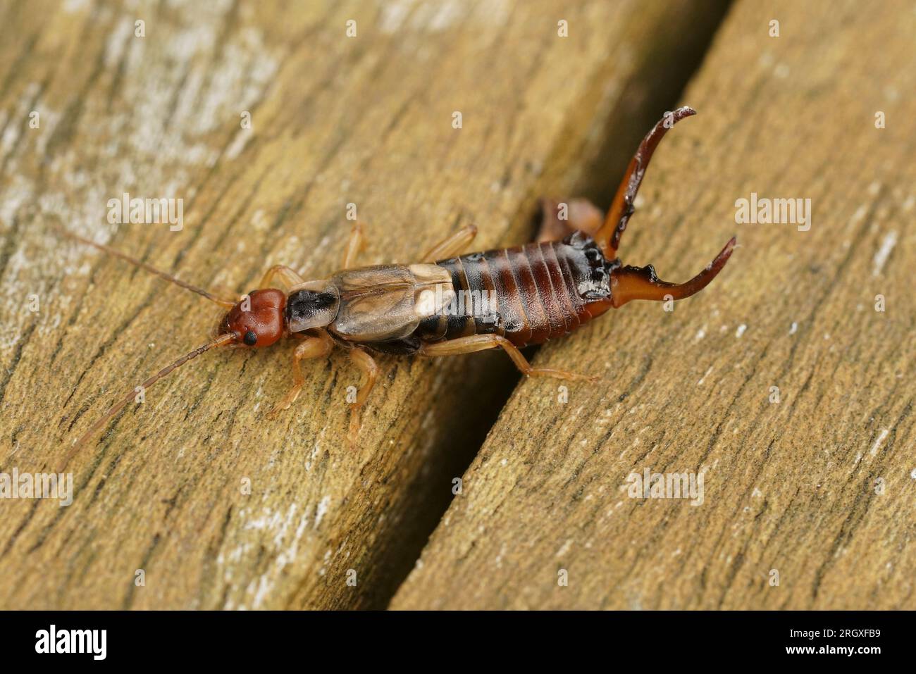 Common earwig european earwig forficula hi-res stock photography and ...
