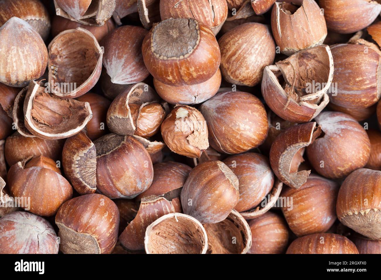 ripe hazelnuts ready for eating, hazelnuts peeled from the shell Stock ...