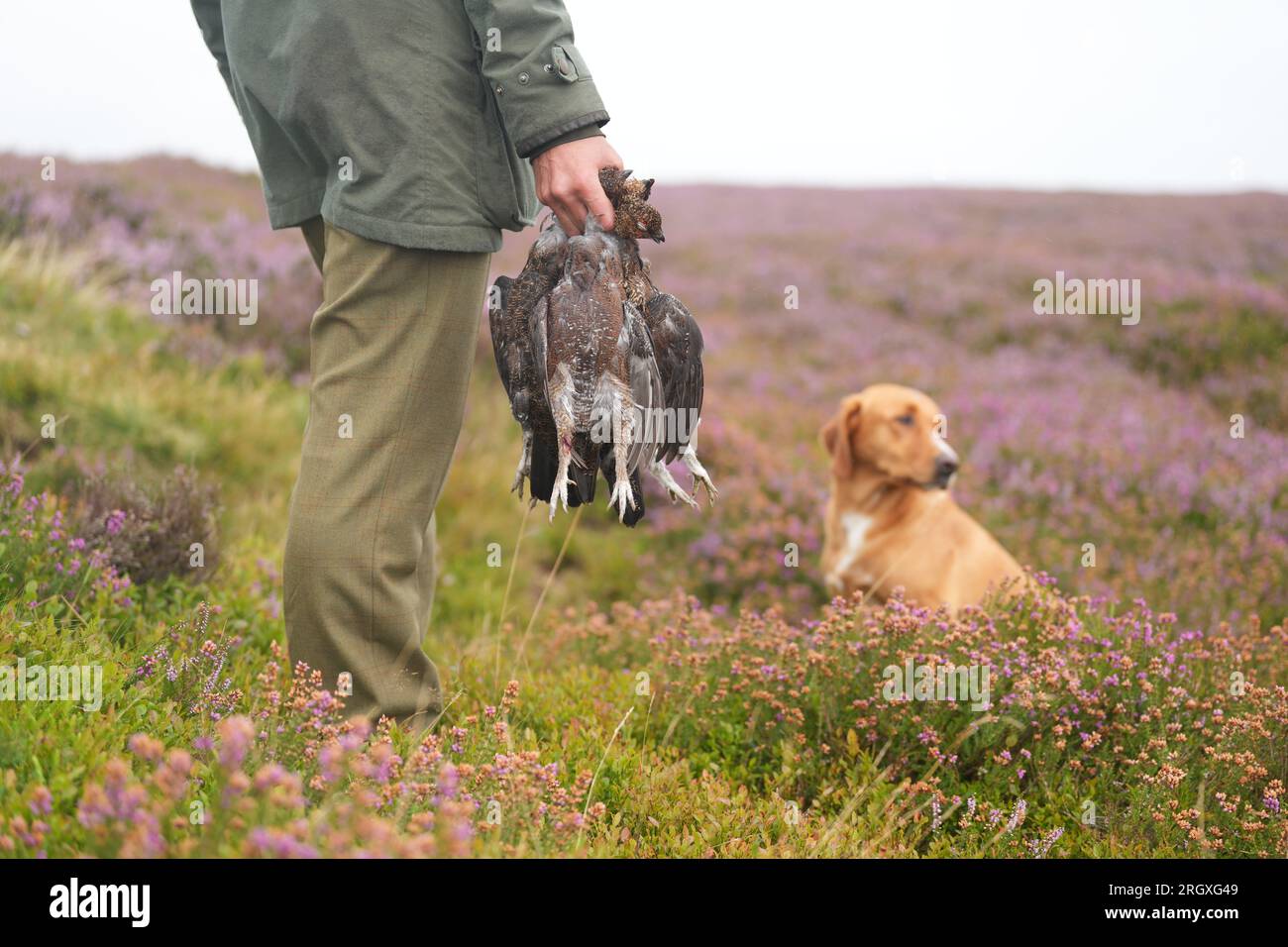 A shooting party on the moors in North Yorkshire as the Glorious 12th ...