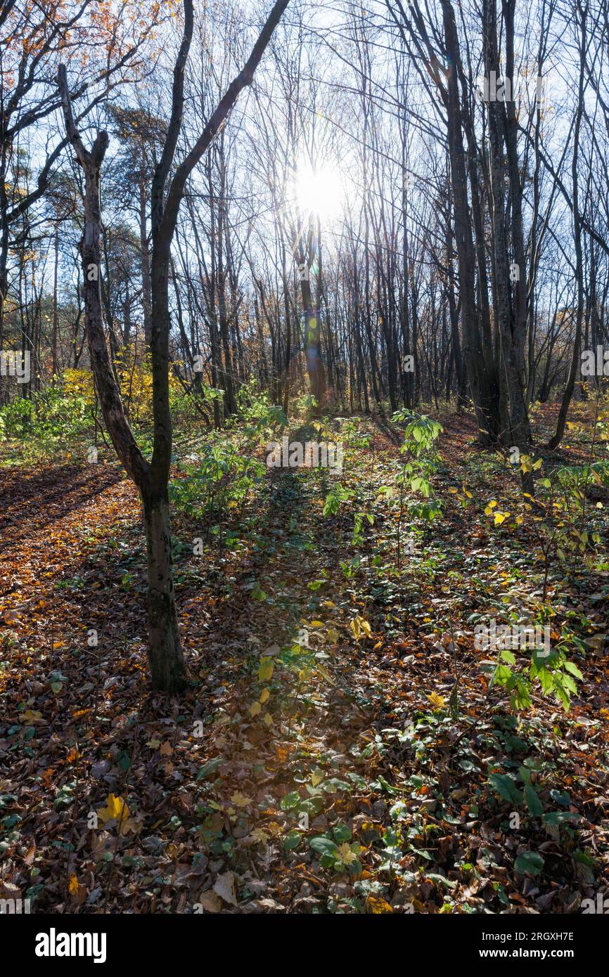 deciduous trees in the autumn season during leaf fall, mixed forest ...