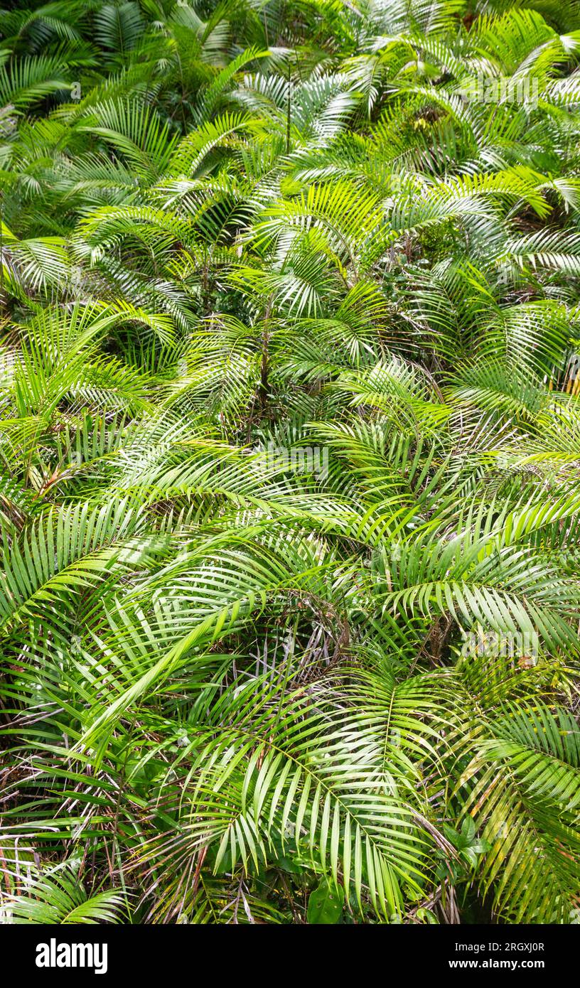 Tobago cane hi-res stock photography and images - Alamy
