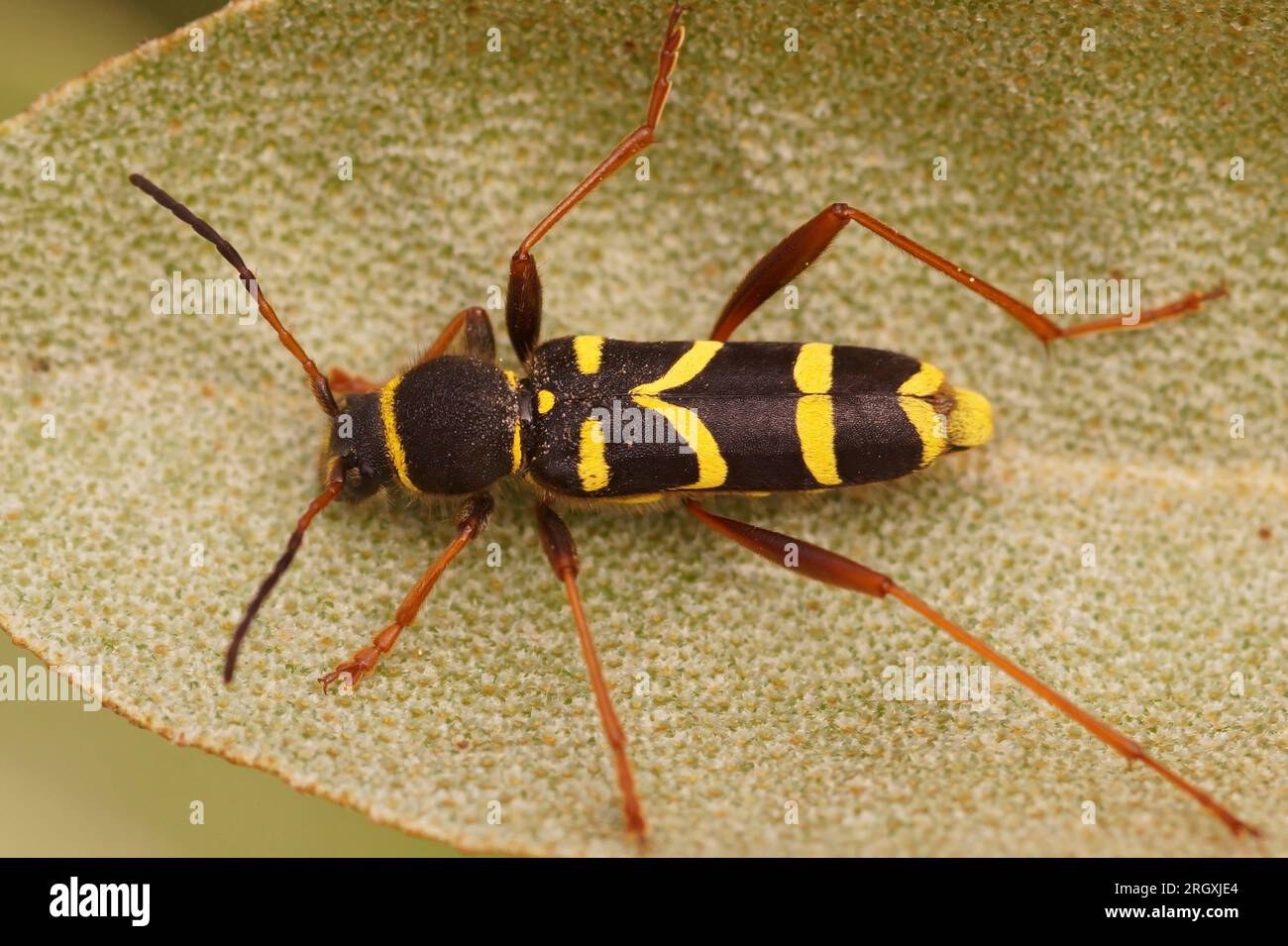 Detailed closeup on a wasp-mimicking longhorn beetle ,Clytus arietis ...