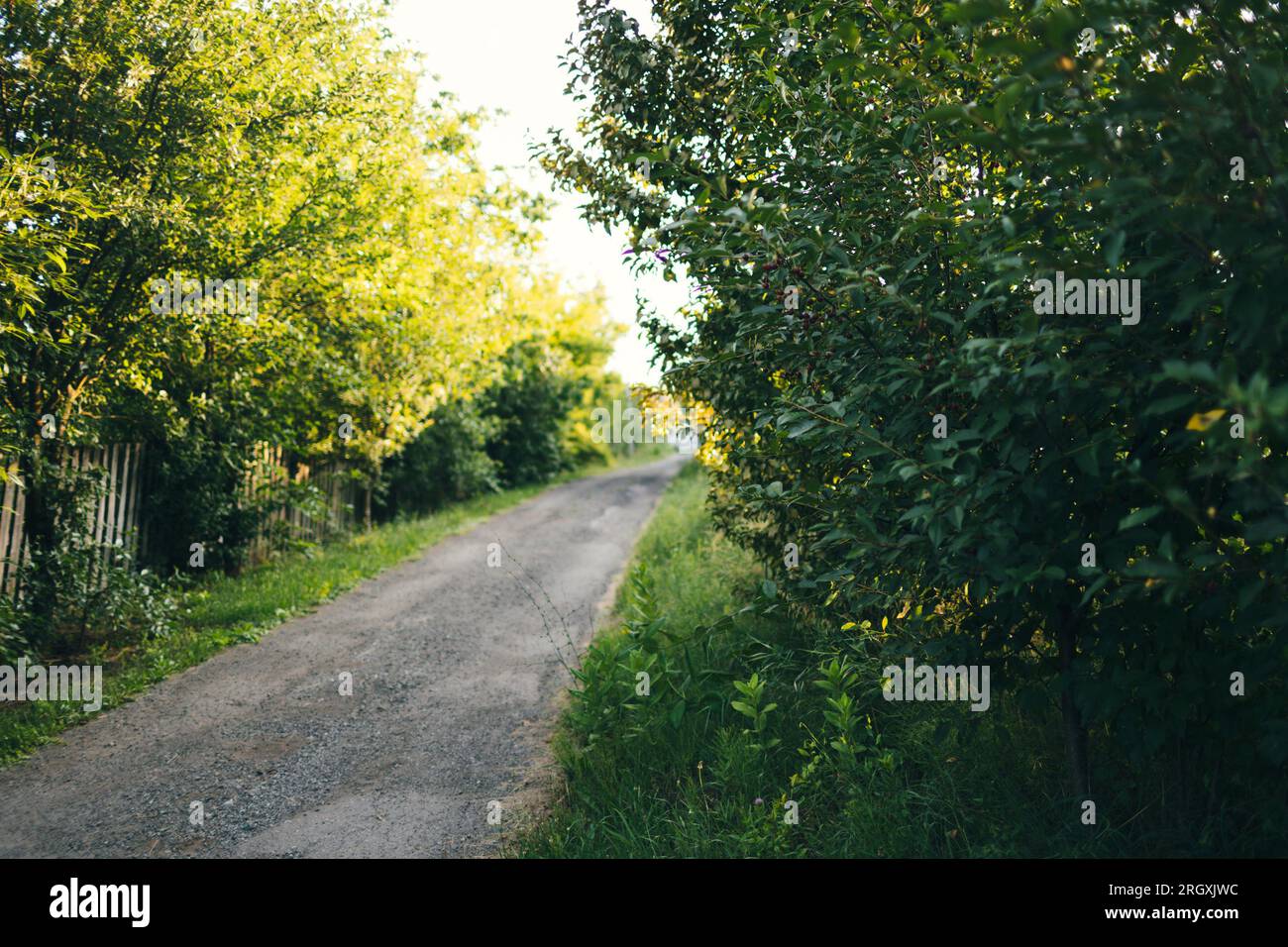 Rural road in summer rising hi-res stock photography and images - Alamy