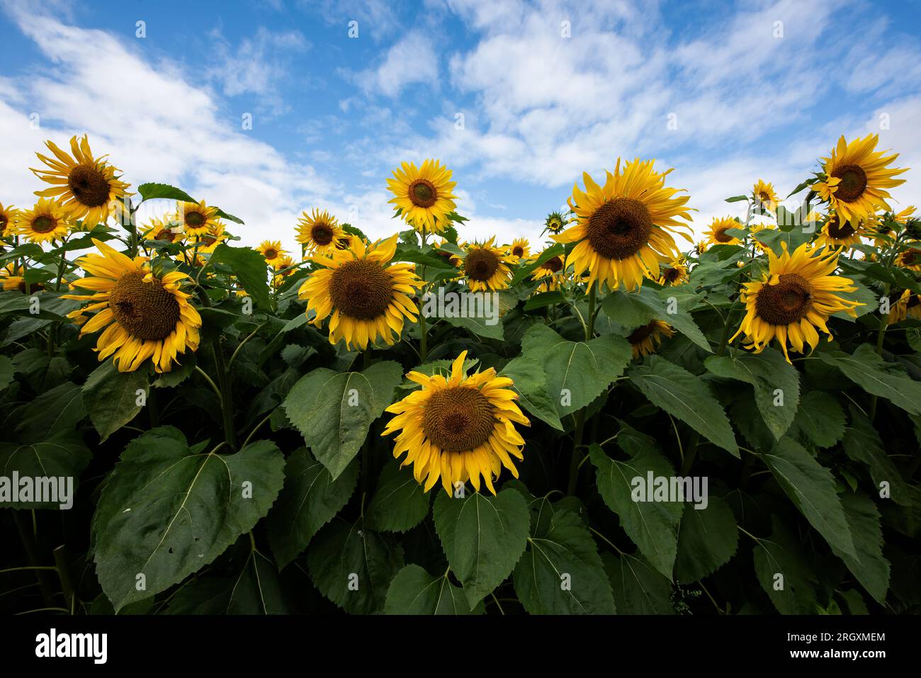 Saxondale, UK. 12th Aug 2023. Sunflowers in bloom at Saxondale ...