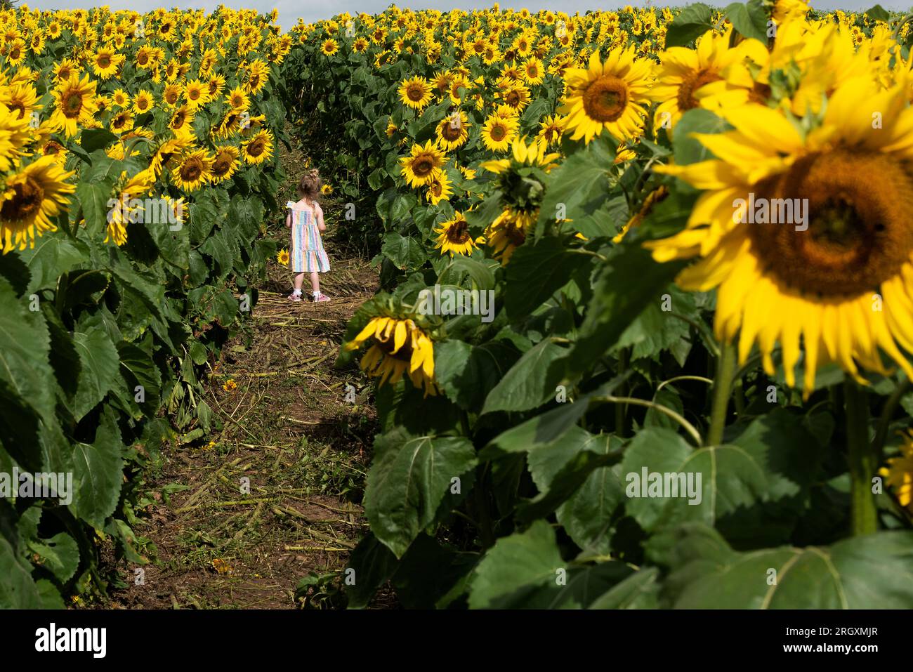 The squires neil young hi-res stock photography and images - Alamy