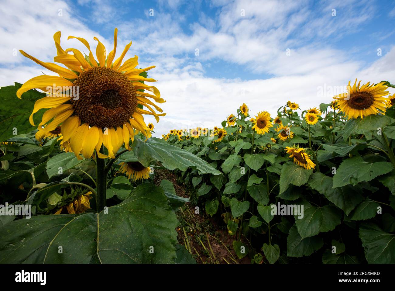 Saxondale, UK. 12th Aug 2023. Sunflowers in bloom at Saxondale ...
