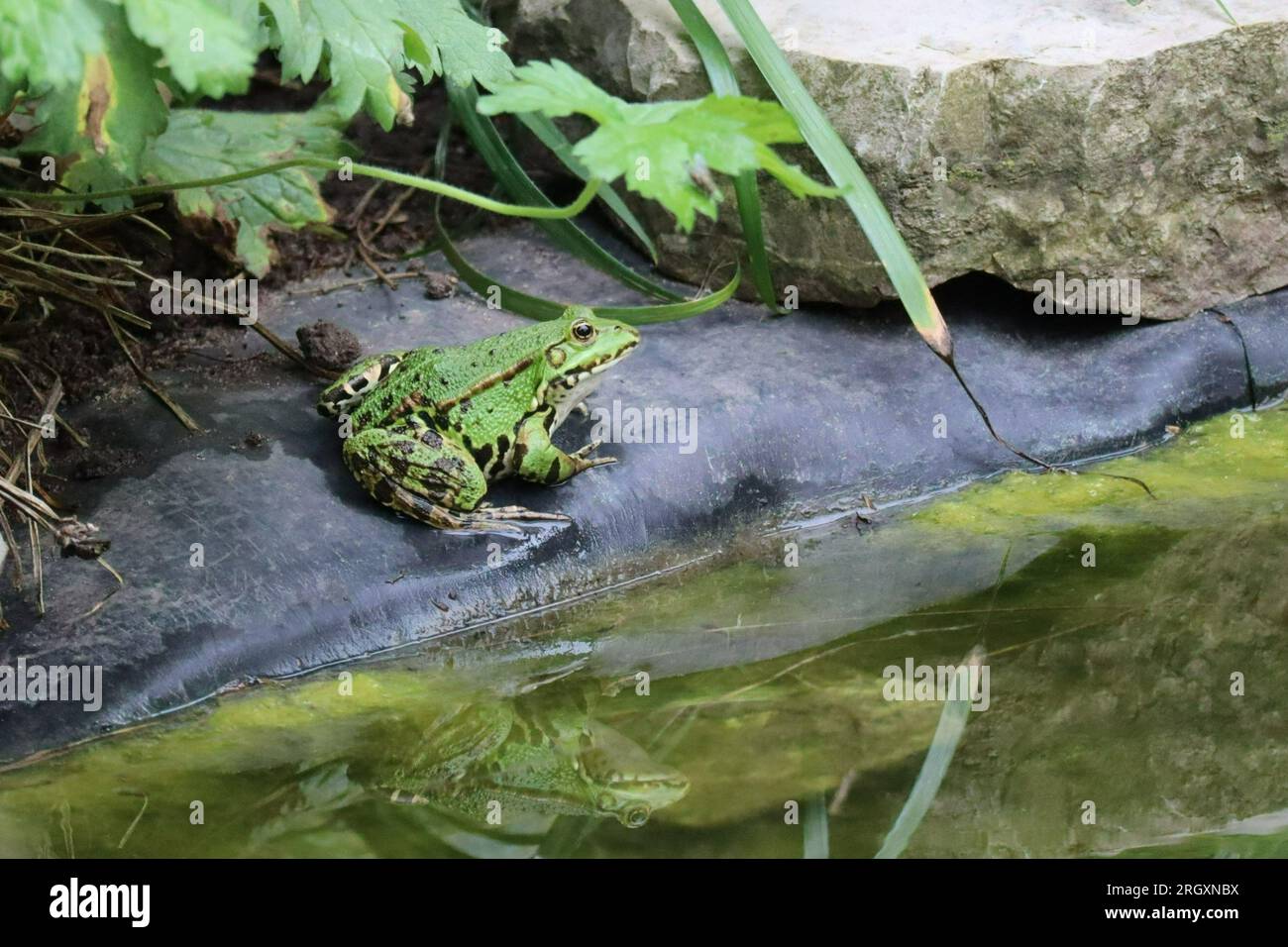 Types of frogs hi-res stock photography and images - Alamy