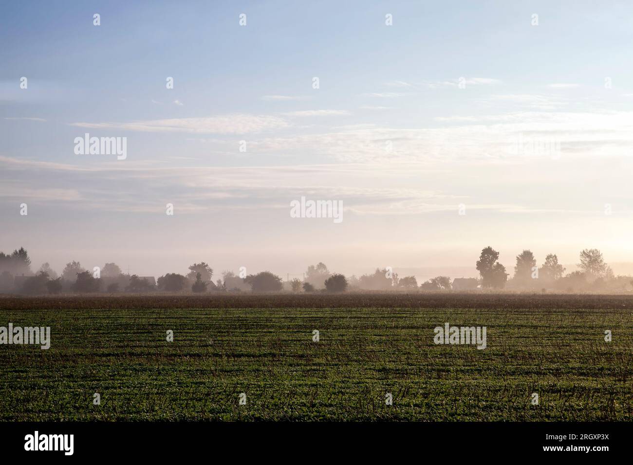 trees in thick fog in the morning, nature during fog in the summer ...