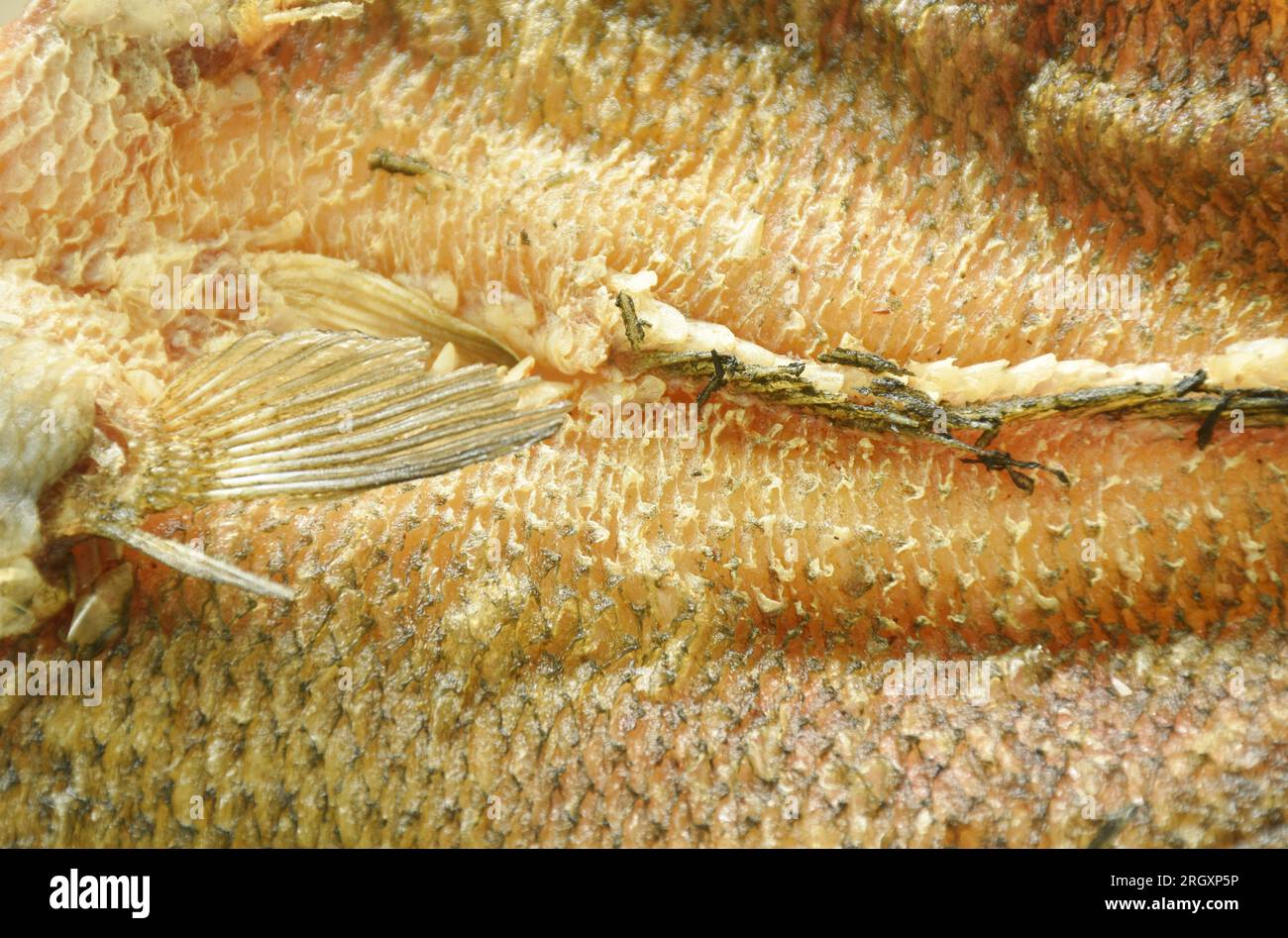 Snake head fish deep hi-res stock photography and images - Alamy