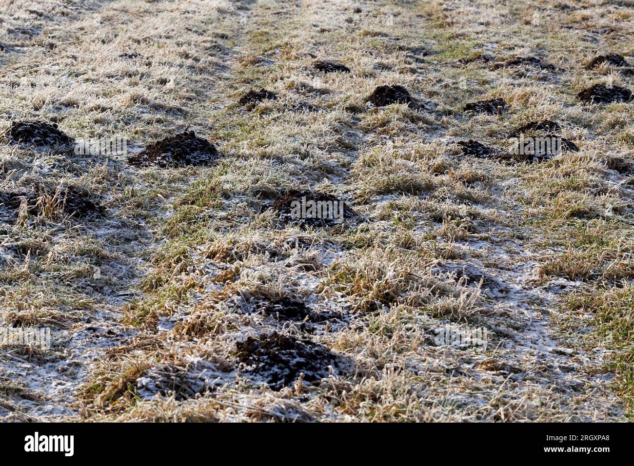 mole holes frozen in winter, a mole hole in frost in winter Stock Photo ...