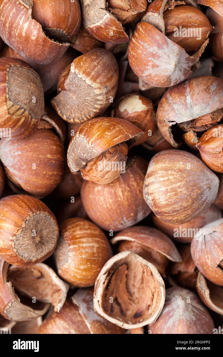 ripe hazelnuts ready for eating, hazelnuts peeled from the shell Stock ...