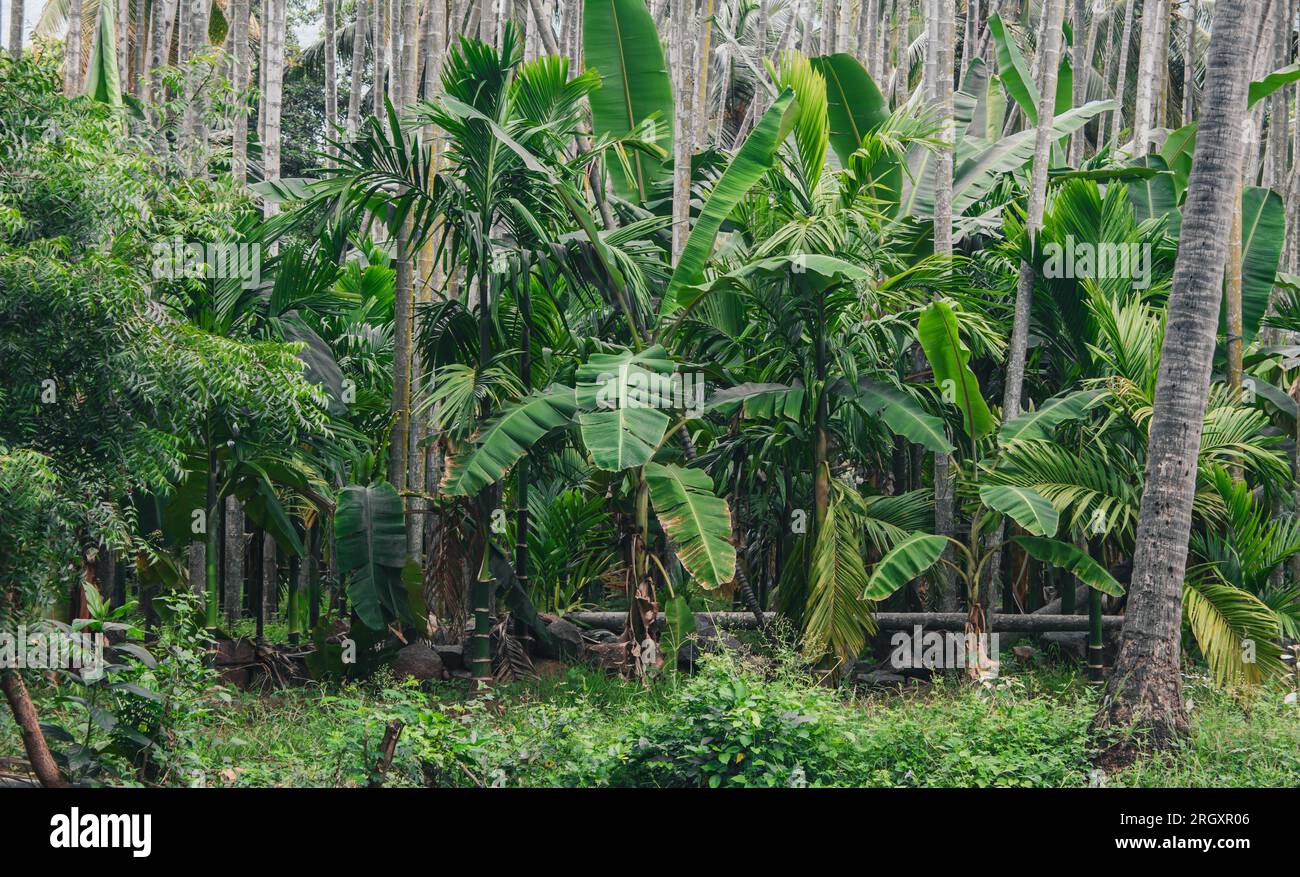 Nature view of banana and areca palm tree plantation, Tamil Nadu, India ...