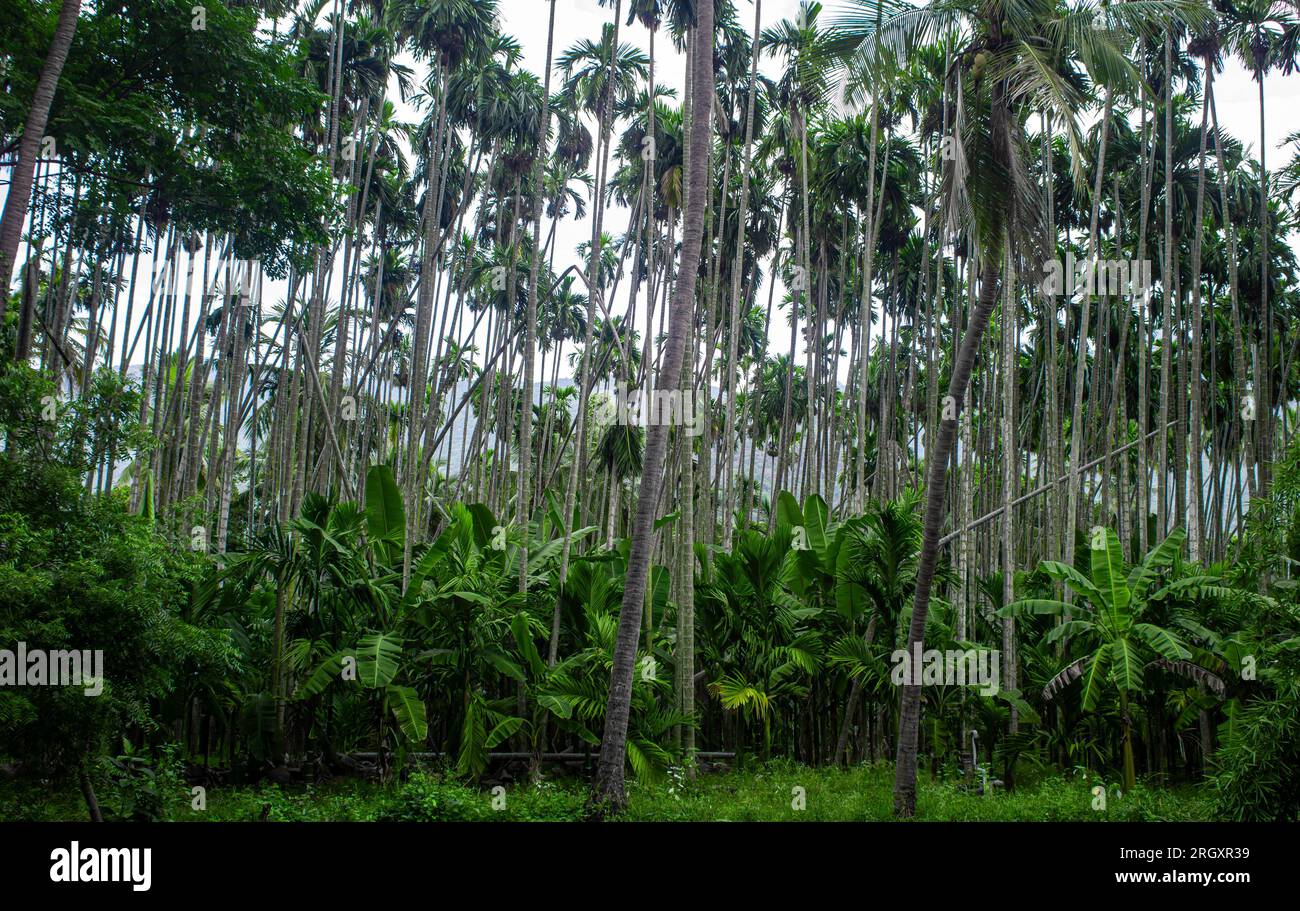 Nature view of banana and areca palm tree plantation, Tamil Nadu, India ...