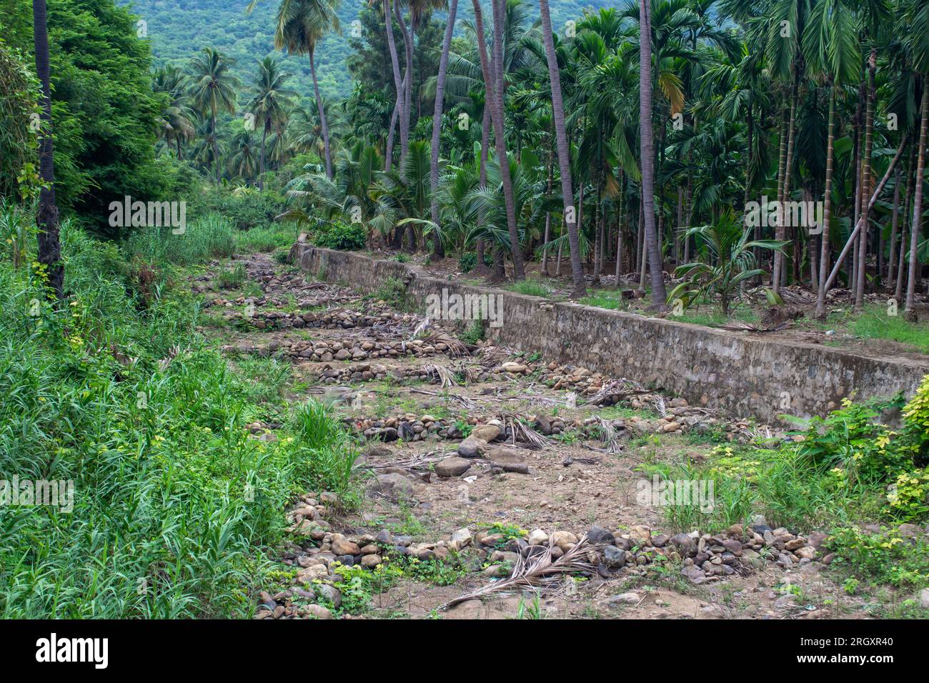 A dry stream bed with natural surroundings of coconut and areca palm ...