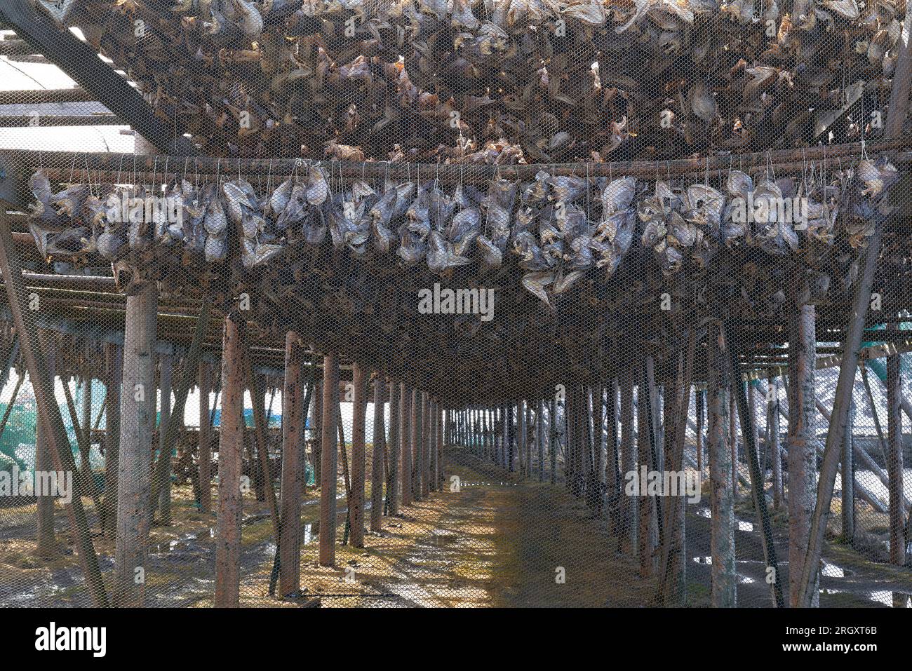 Cod Drying On A Fish Drying Flake (Hjell) At The End Of The Winter In ...