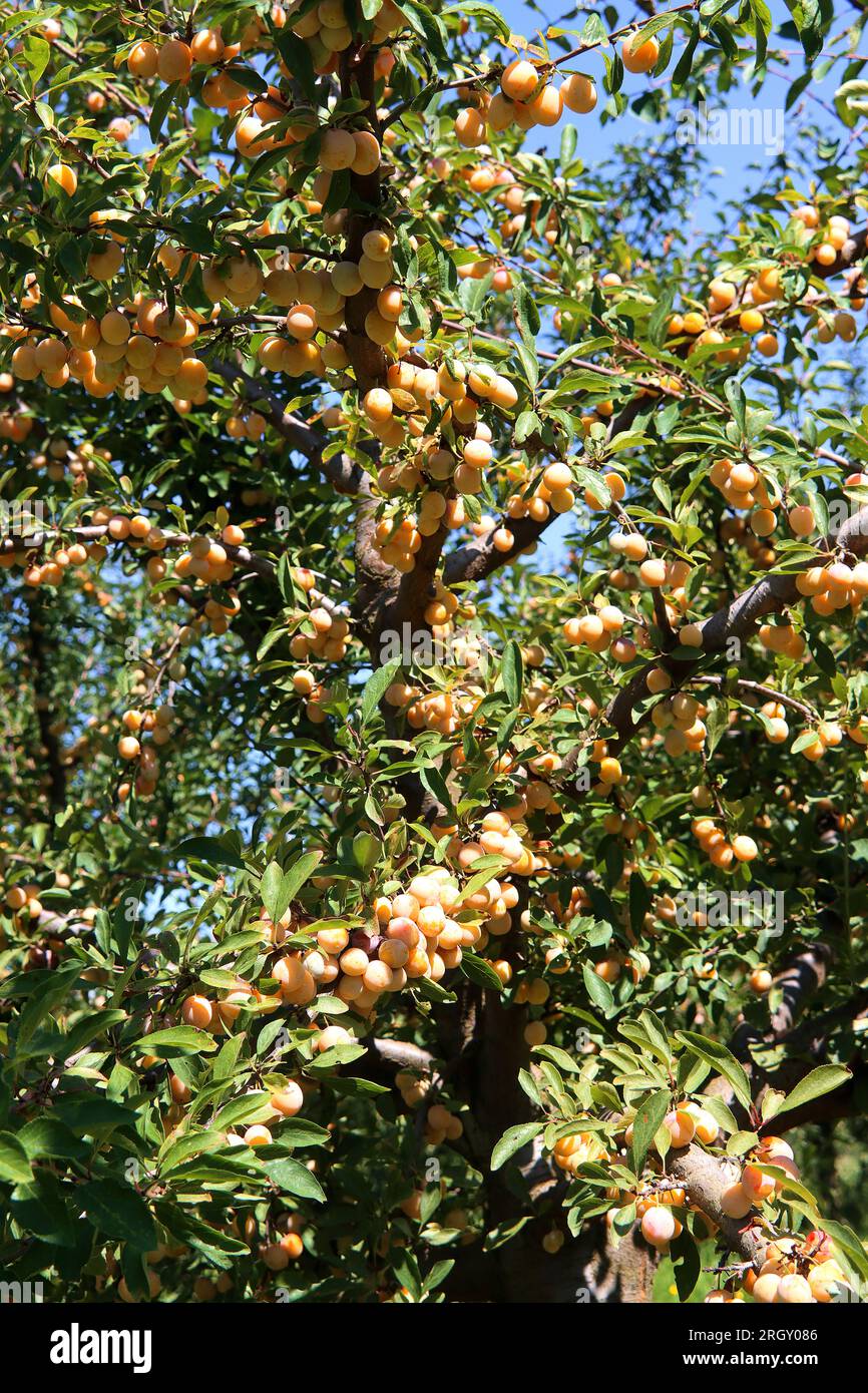 Mirabelles branch ripe hi-res stock photography and images - Alamy