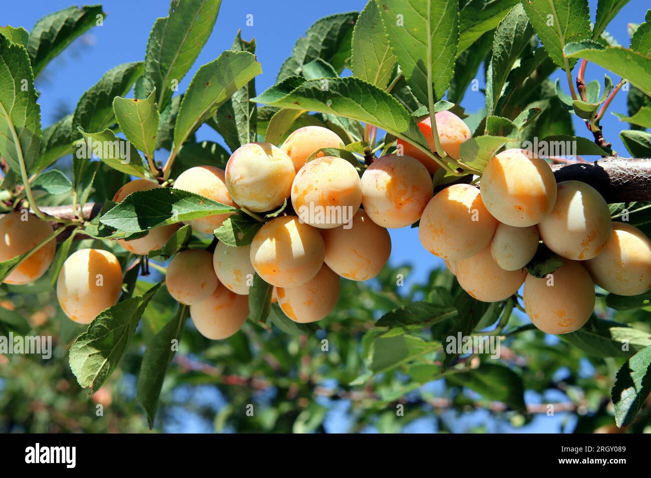 Ripe mirabelles hi-res stock photography and images - Alamy