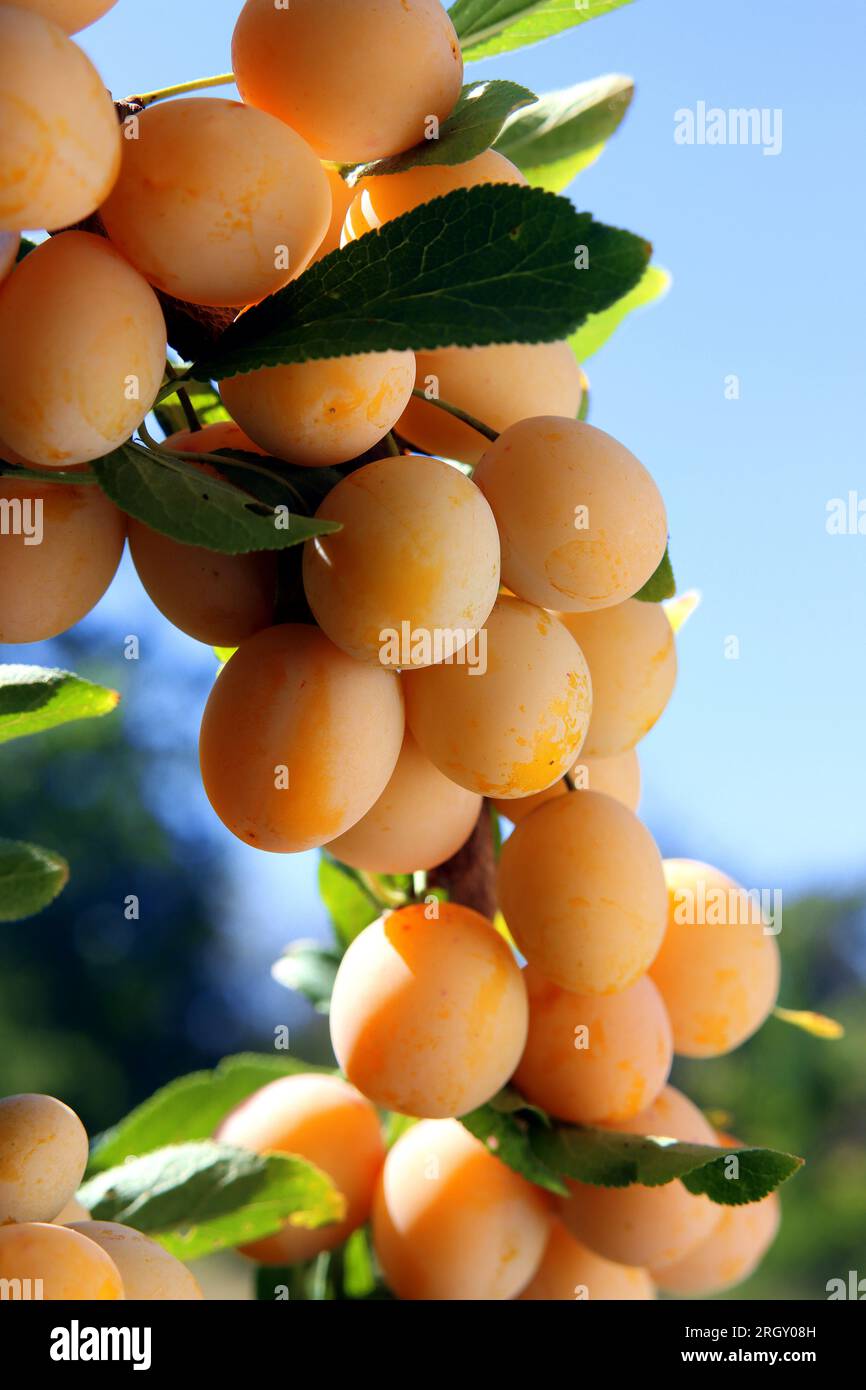 Mirabelles branch ripe hi-res stock photography and images - Alamy
