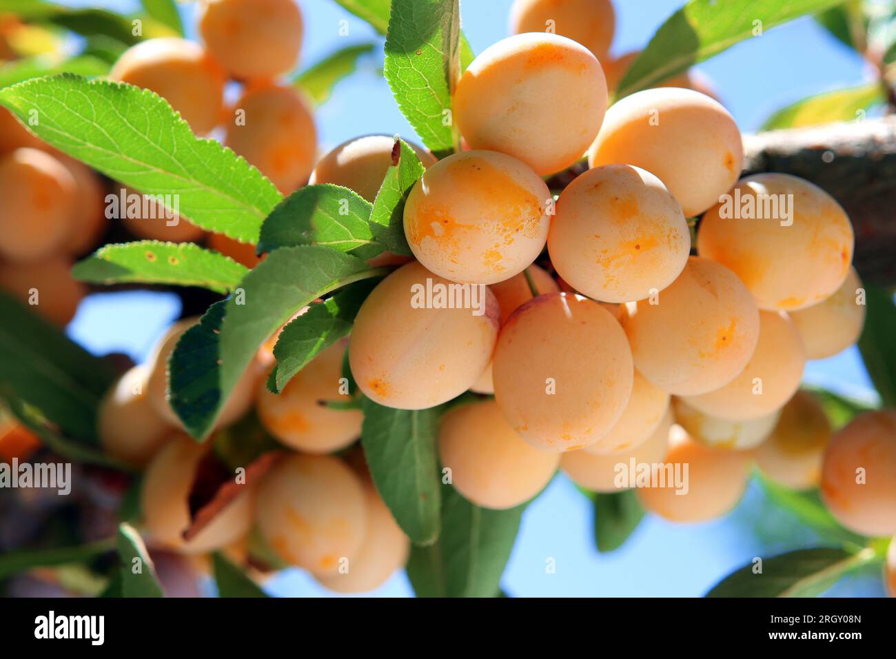 Ripe Mirabelles Ready For Harvest Stock Photo - Alamy
