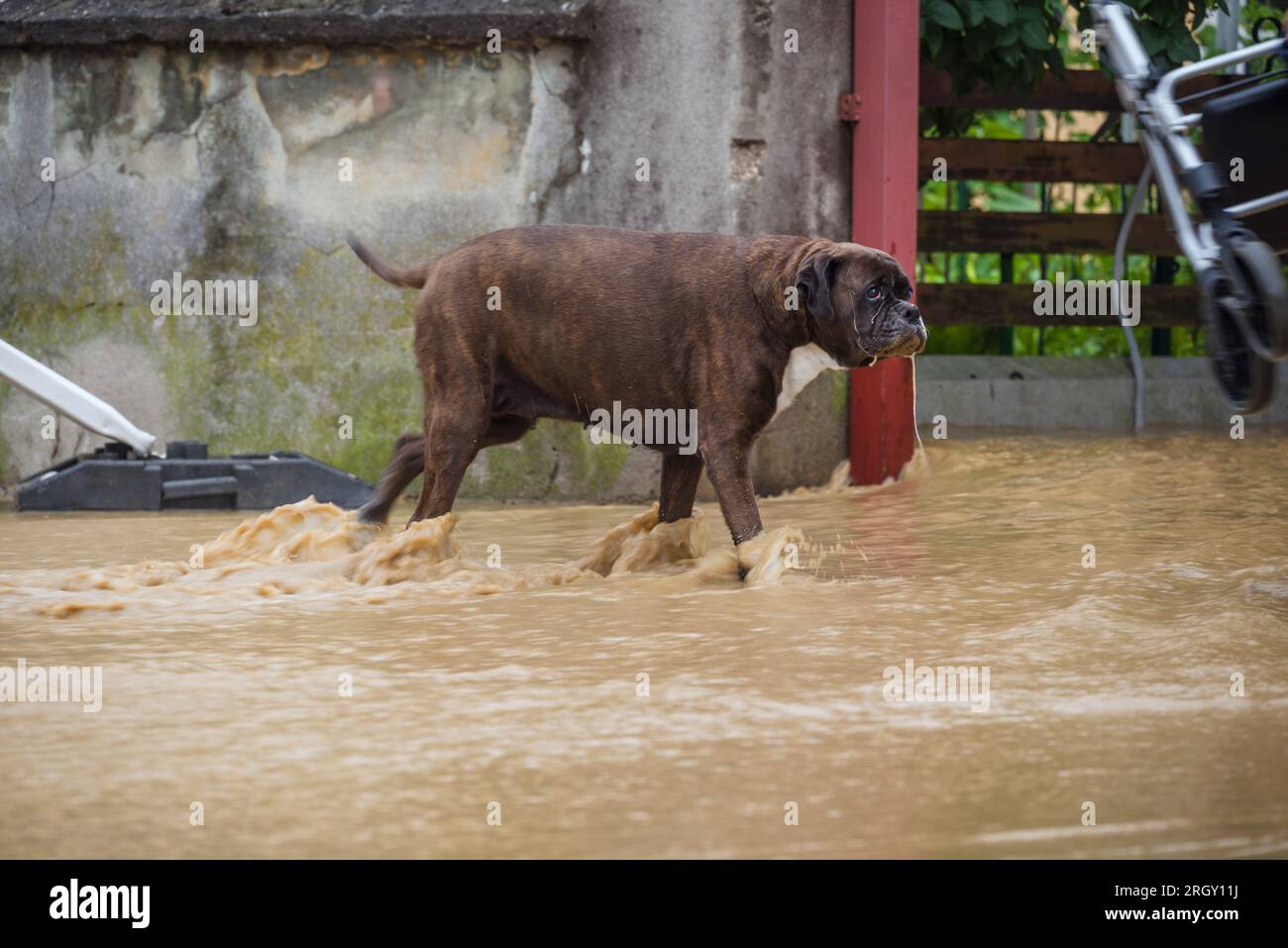Dog at floods in the city streets after heavy rain. Severe weather ...