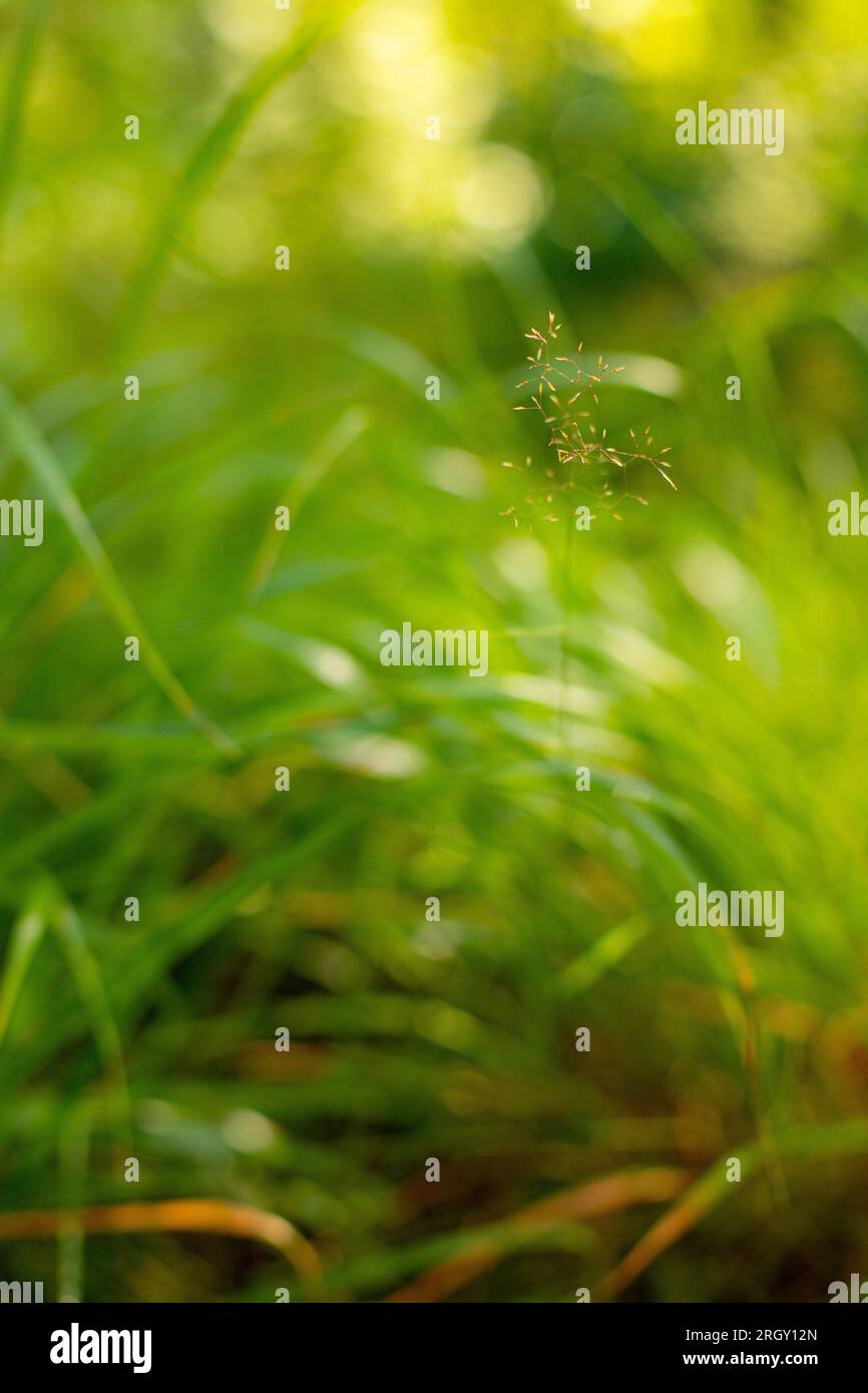 beautiful blurry green hay background. nature and environmental concept ...