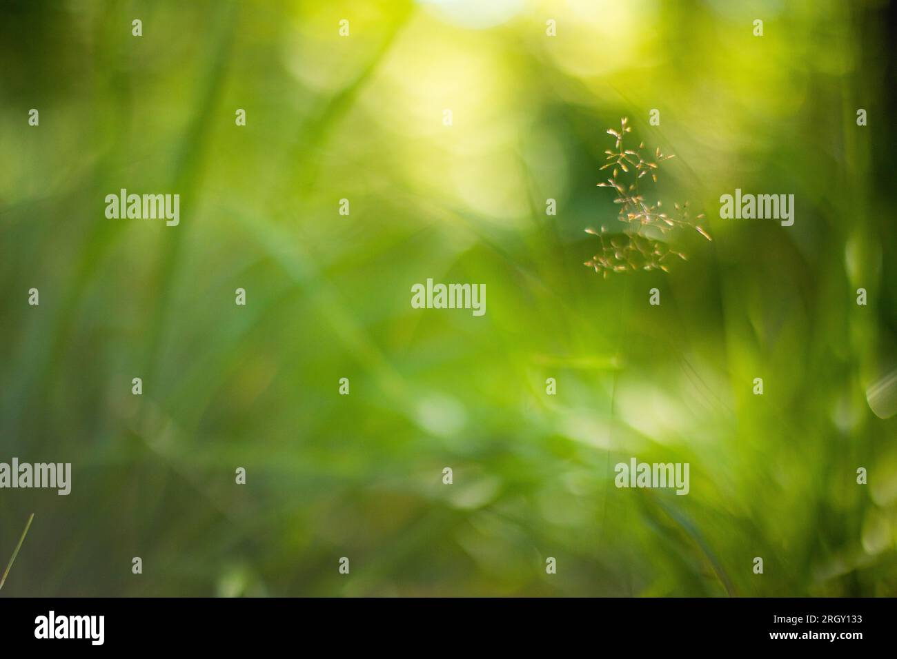 beautiful blurry green hay background. nature and environmental concept ...