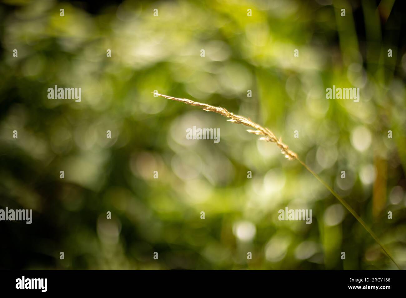 beautiful blurry green hay background. nature and environmental concept ...