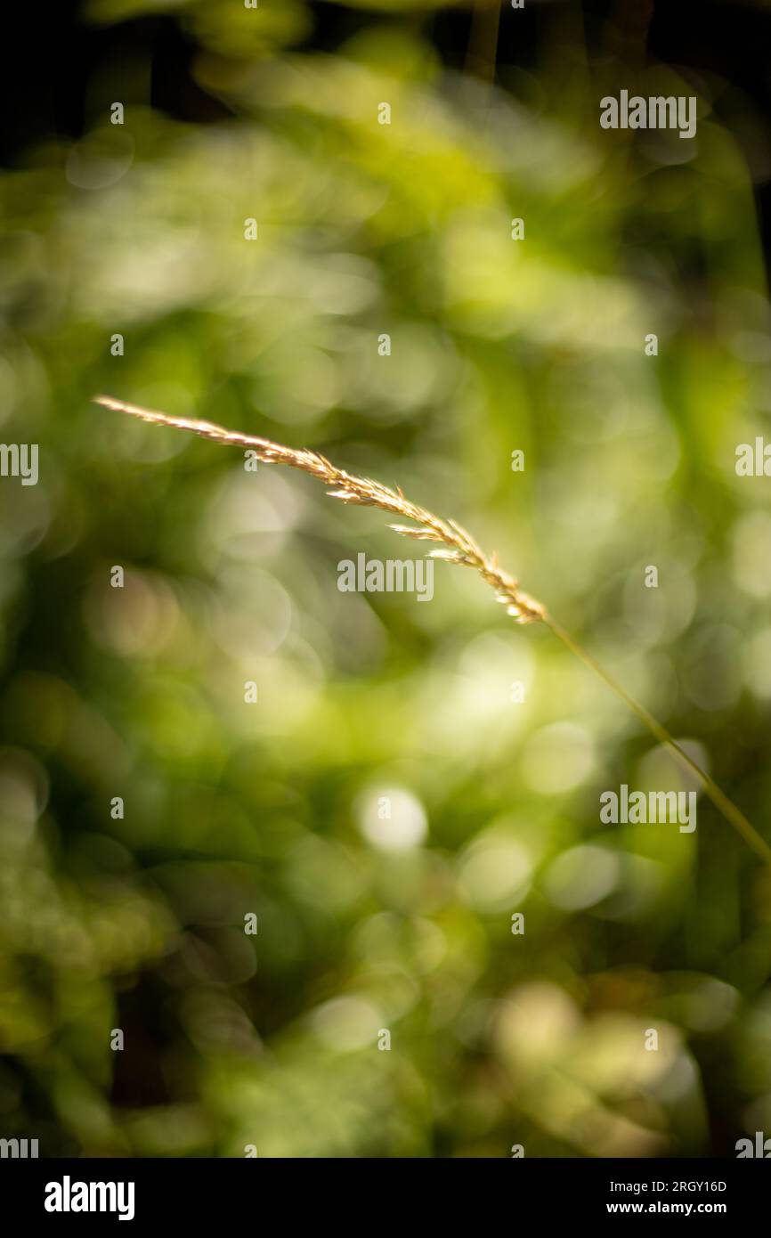 beautiful blurry green hay background. nature and environmental concept ...