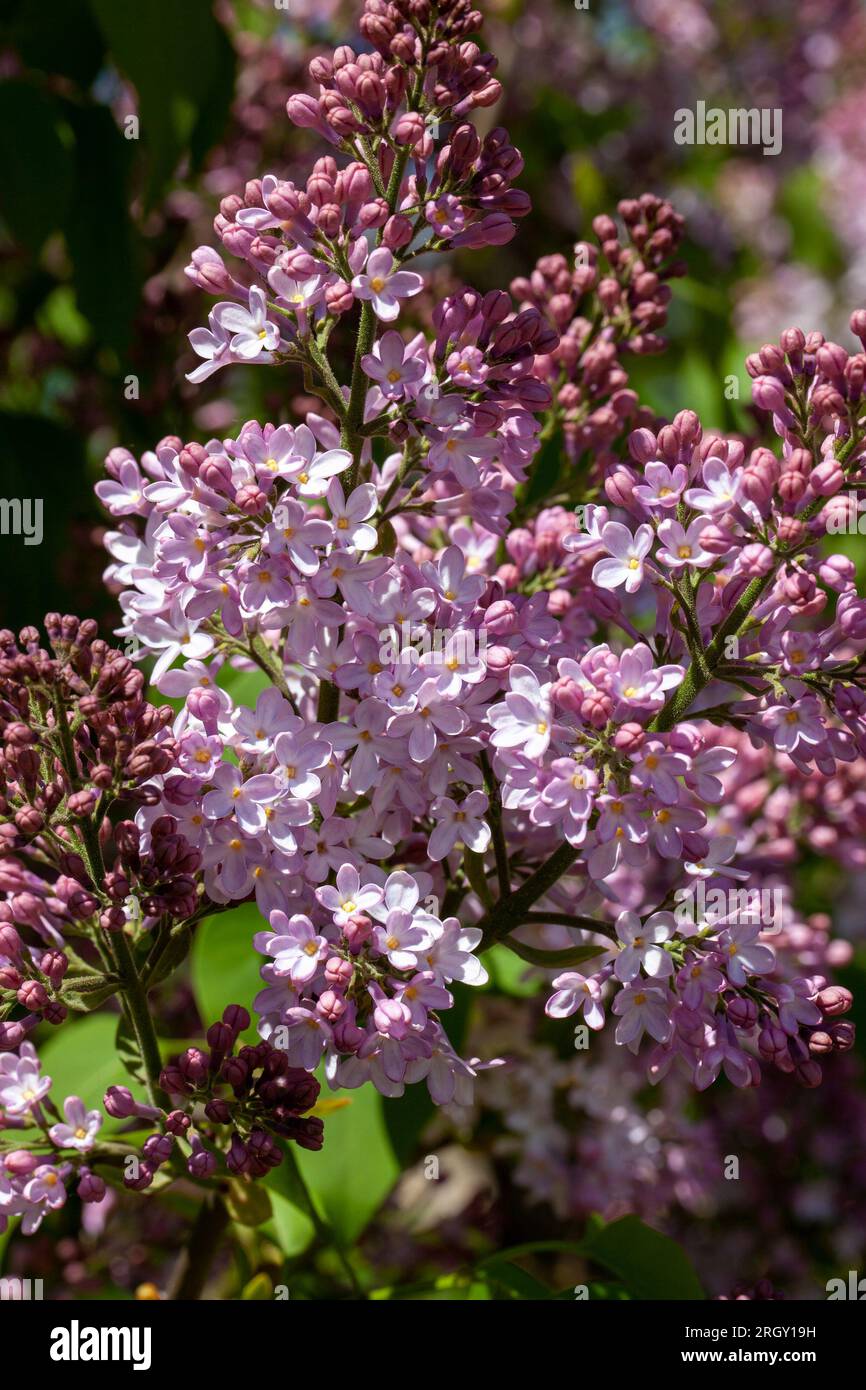old blooming lilac flowers in the spring season, old purple lilac ...