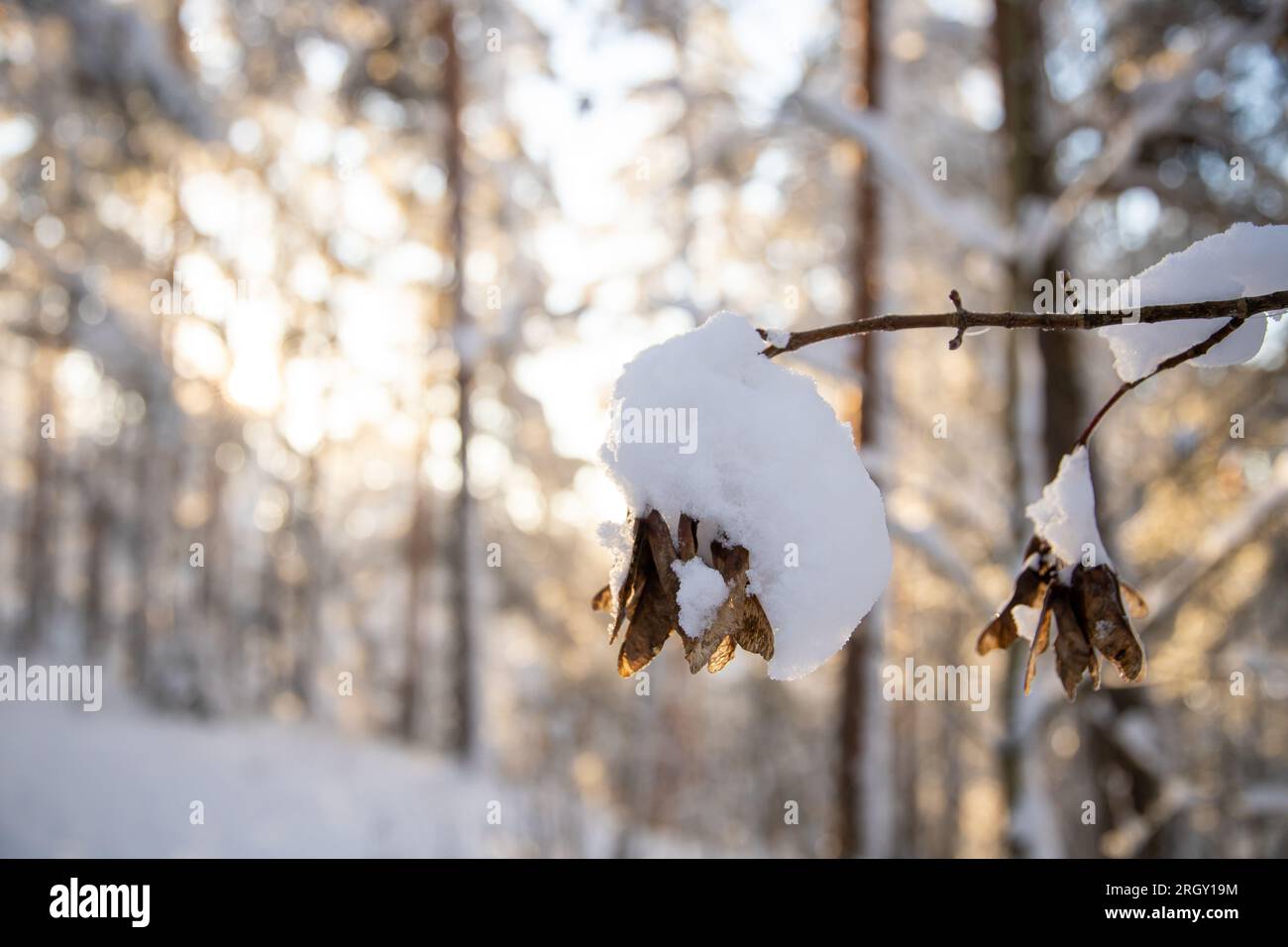 A Beautiful winter background with snowy branch and sunshine Stock ...