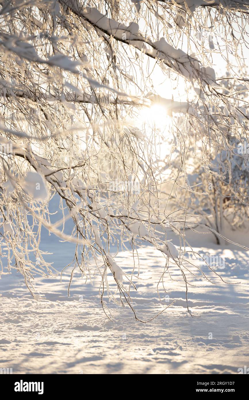 Beautiful winter background with snowy tree branches Stock Photo - Alamy