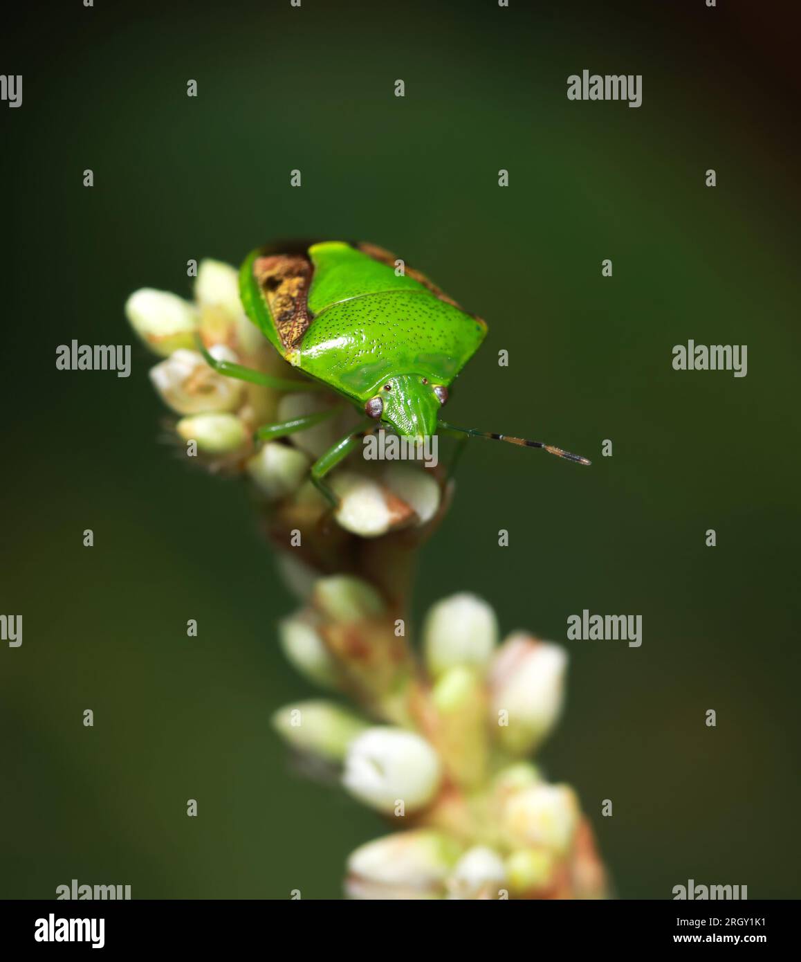 Colored bug on a flower.this macro photo was taken from Bangladesh ...