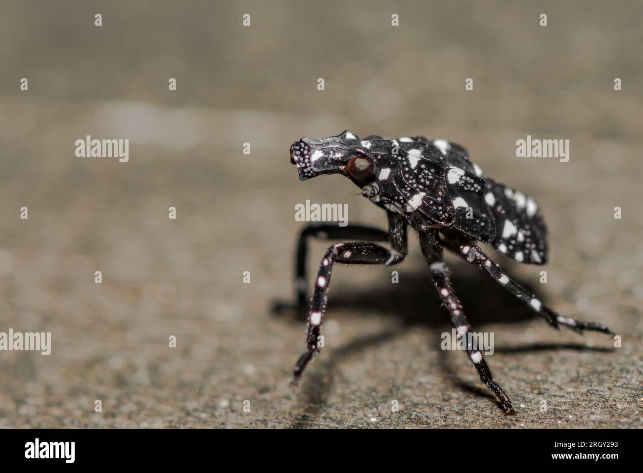 Spotted Lanternfly Nymph - Lycorma delicatula Stock Photo - Alamy