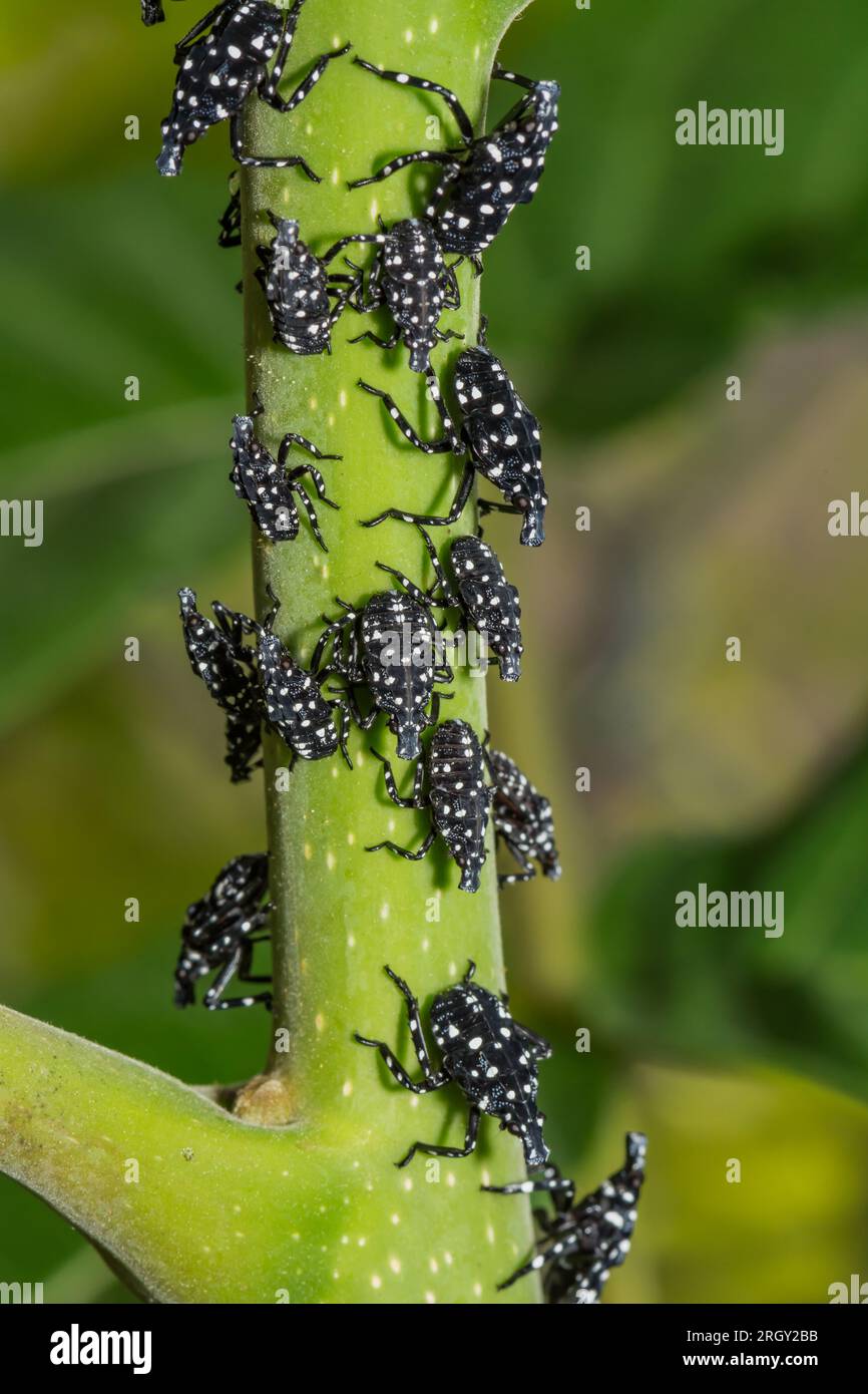 Spotted Lanternfly Nymph - Lycorma delicatula Stock Photo - Alamy