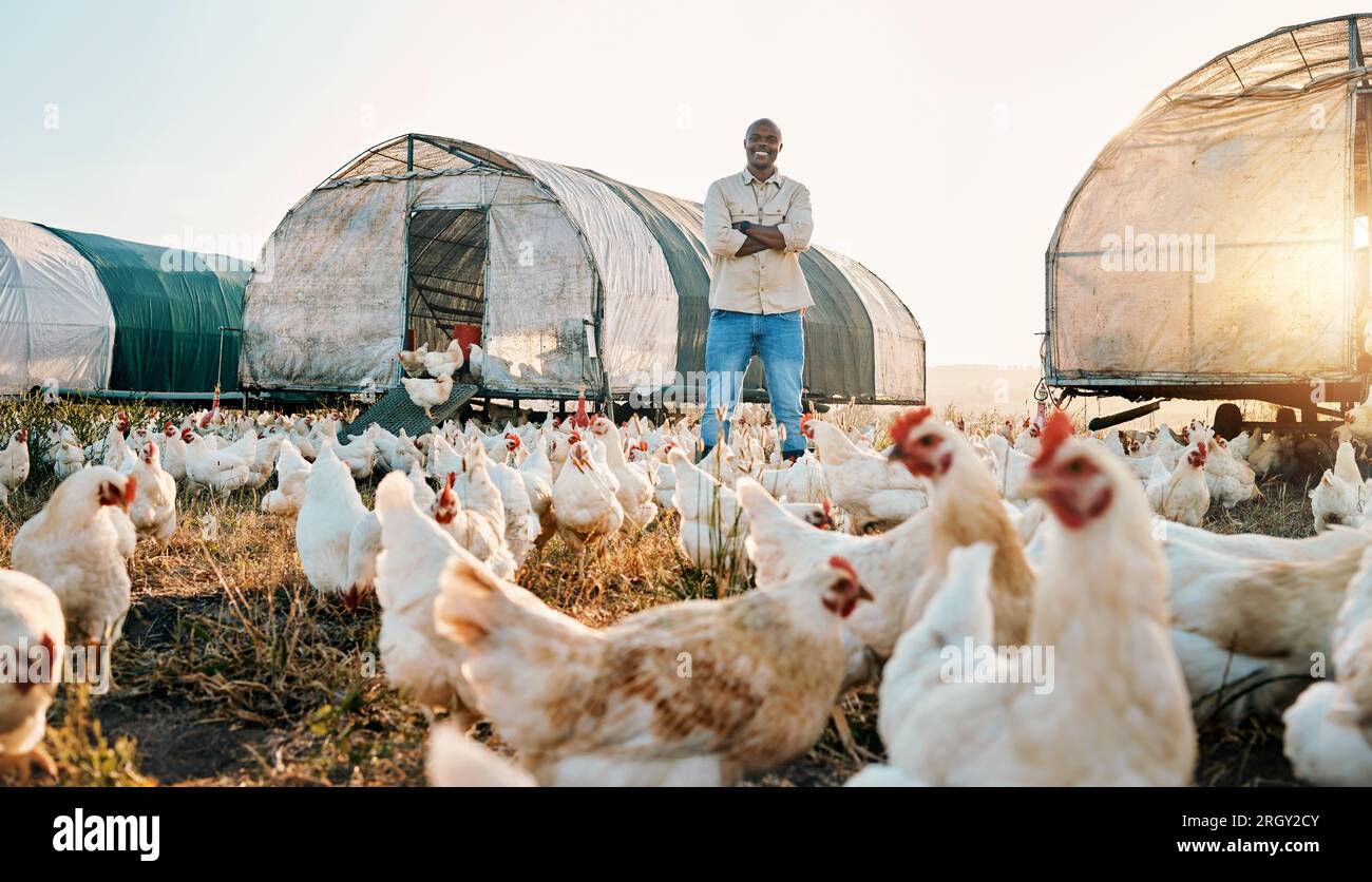 Male chicken at sunrise hi-res stock photography and images - Alamy