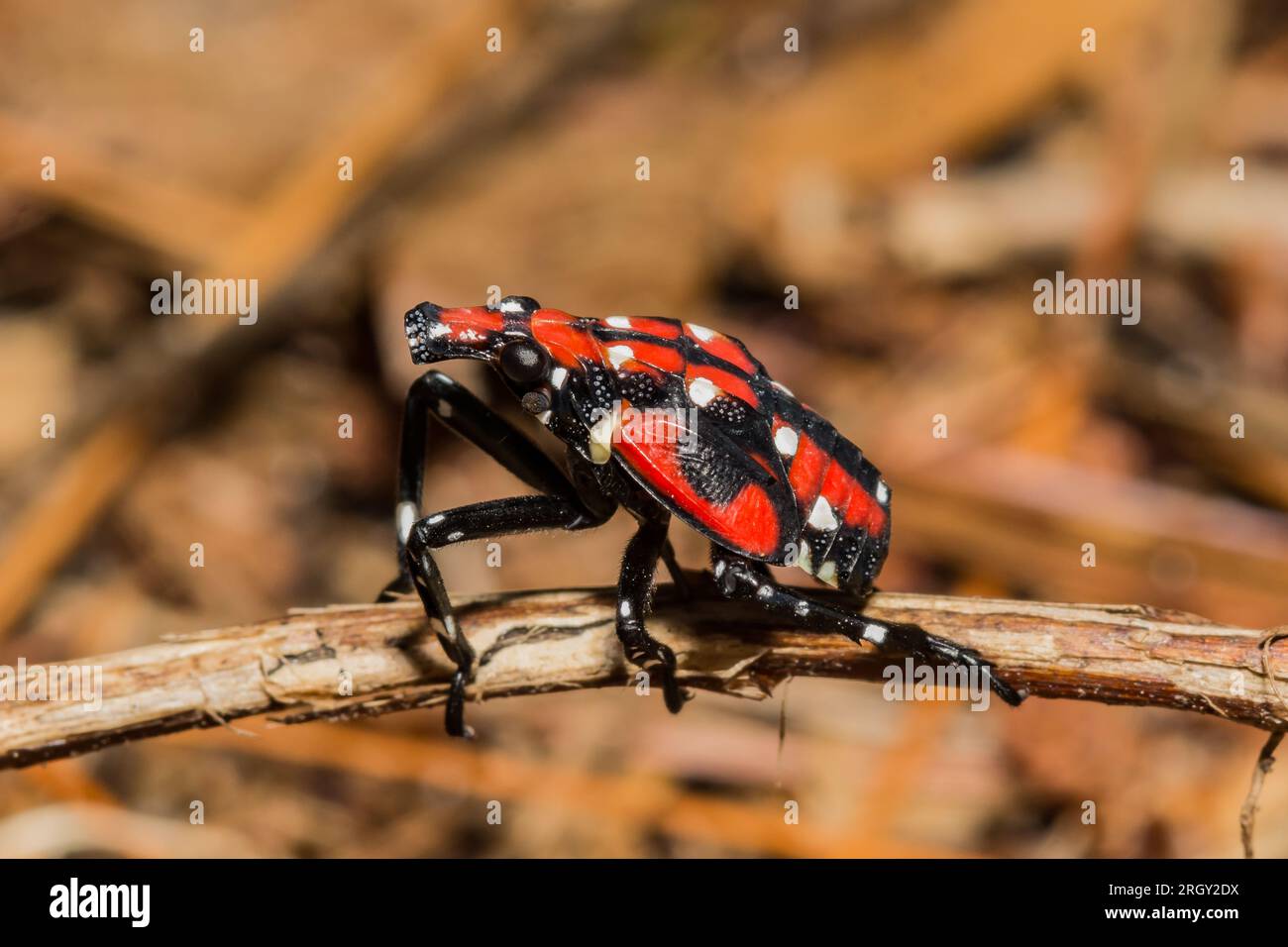 Spotted Lanternfly Nymph - Lycorma delicatula Stock Photo - Alamy