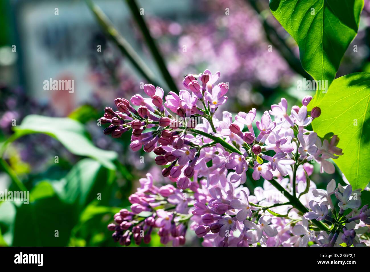 old blooming lilac flowers in the spring season, old purple lilac ...