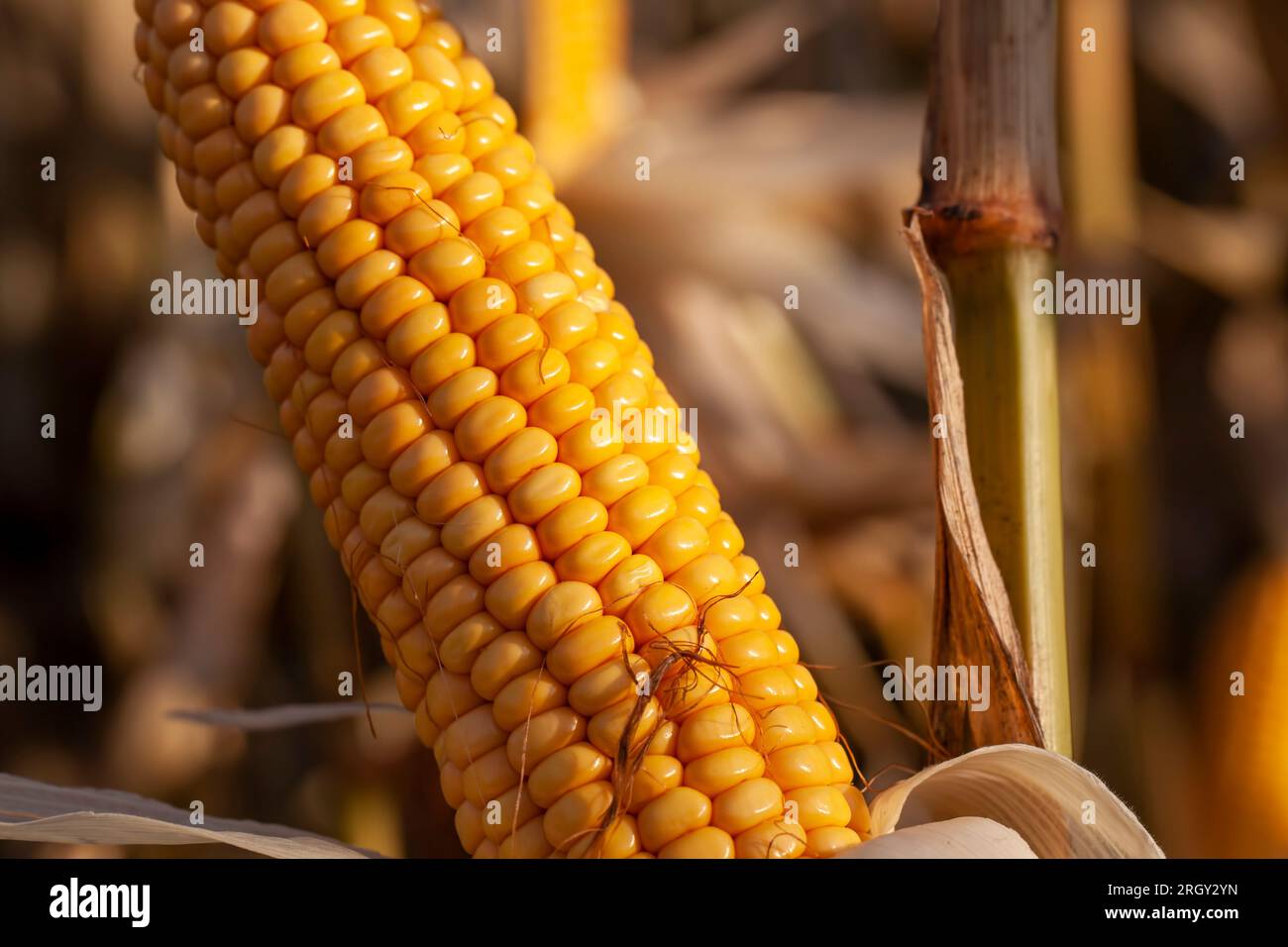 yellow ripe corn fruits in summer, corn cobs in mold and mushroom Stock ...