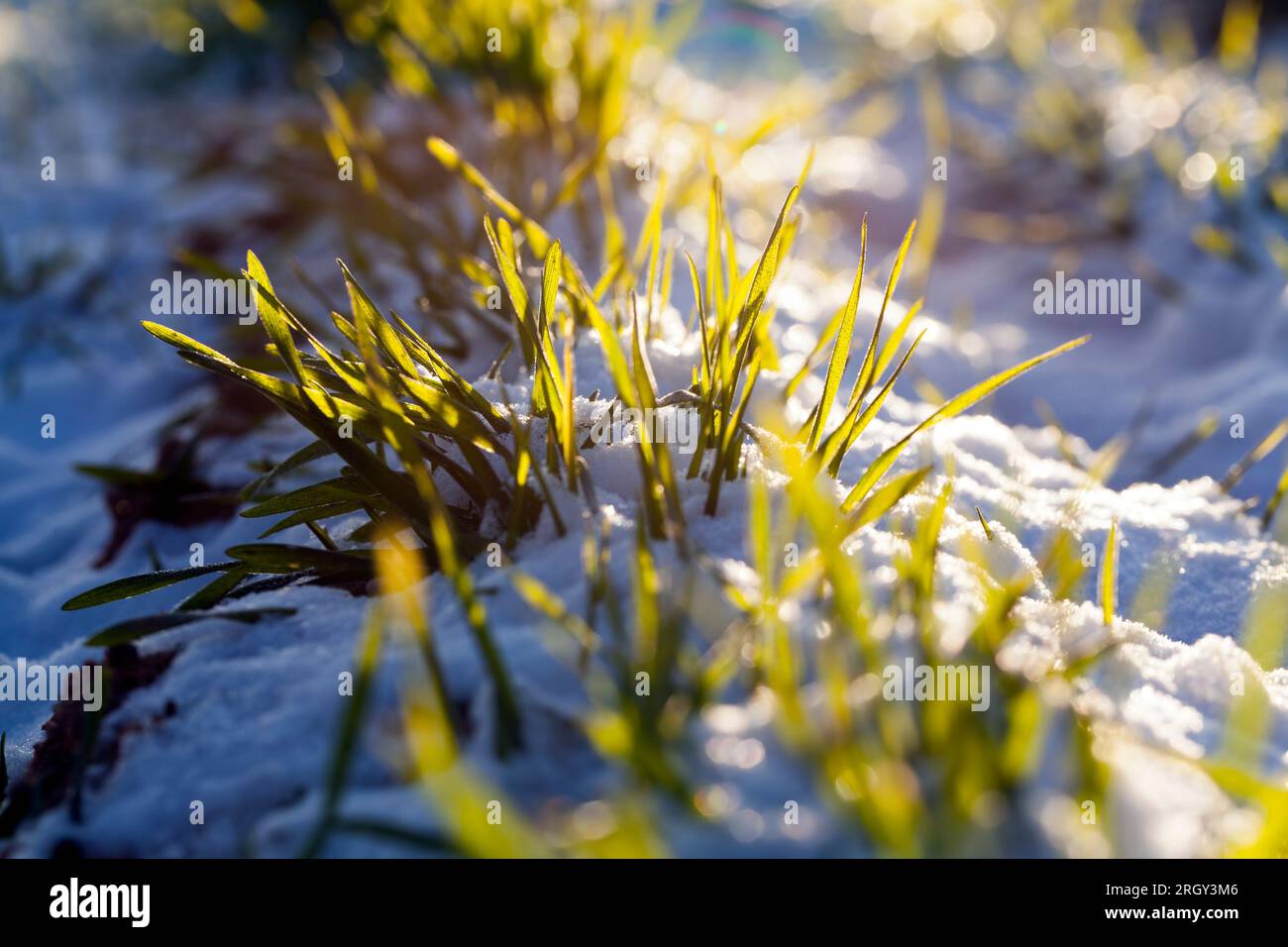agricultural field where grain rye is grown, winter rye in the winter ...