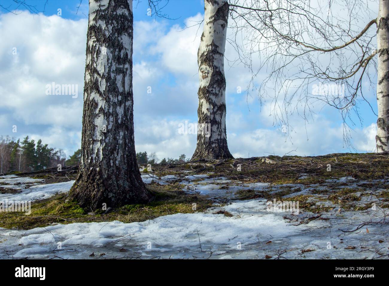 Snow melting spring time grass hi-res stock photography and images - Alamy
