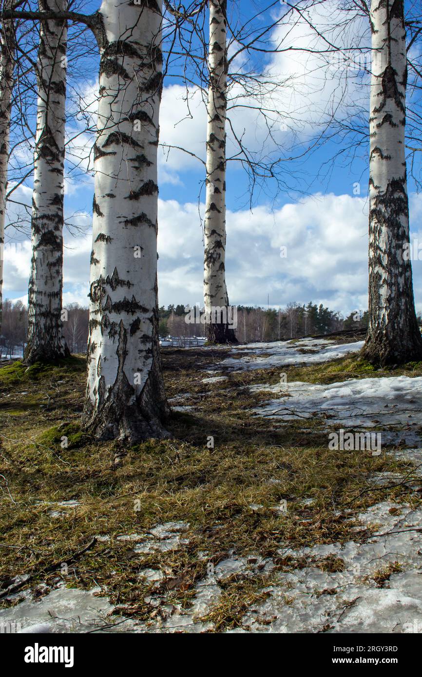 Snow melting spring time grass hi-res stock photography and images - Alamy