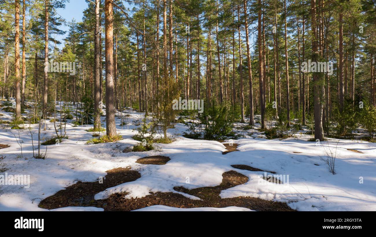 A forest scenery with melting snow. Early spring concept Stock Photo ...