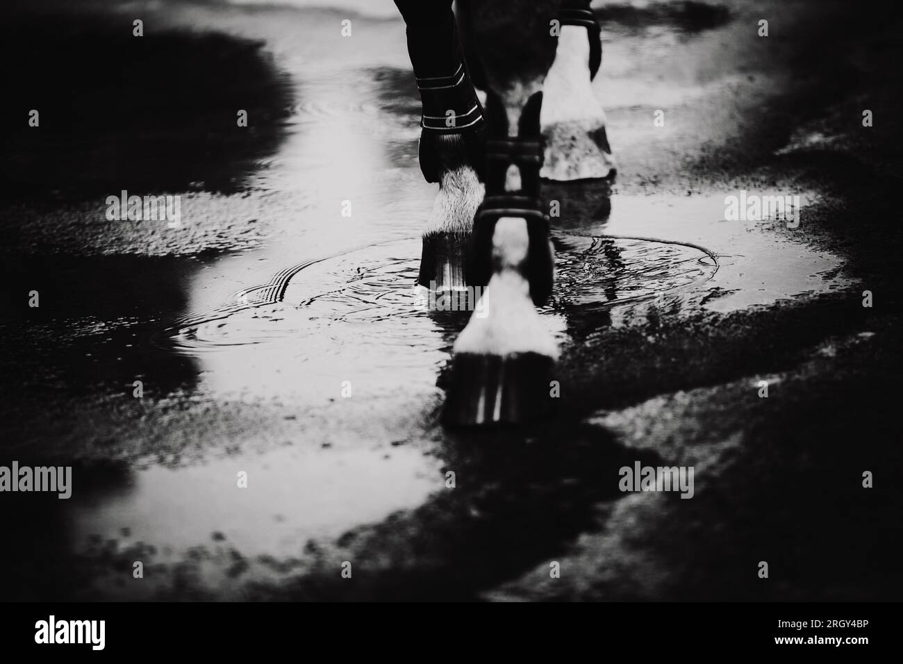 The black-white photo hooves of a horse treading through a puddle at ...