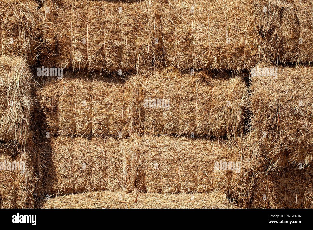 hayloft warehouse with straw stacks after wheat harvest, grain farming ...