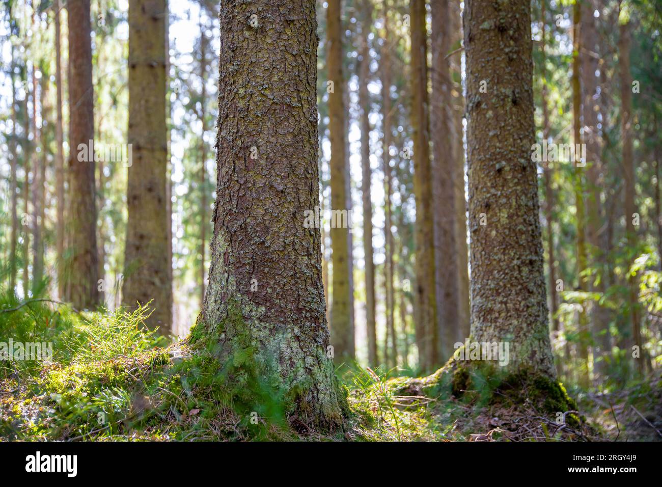 Spruce tree trunk hi-res stock photography and images - Alamy