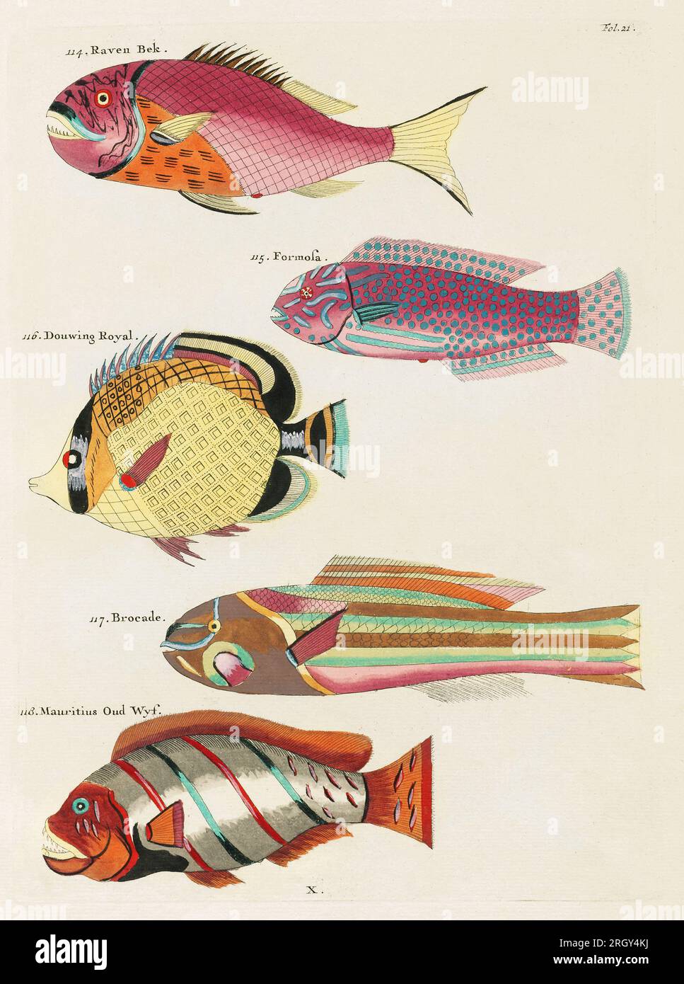 Anatomy of fishes hi-res stock photography and images - Alamy