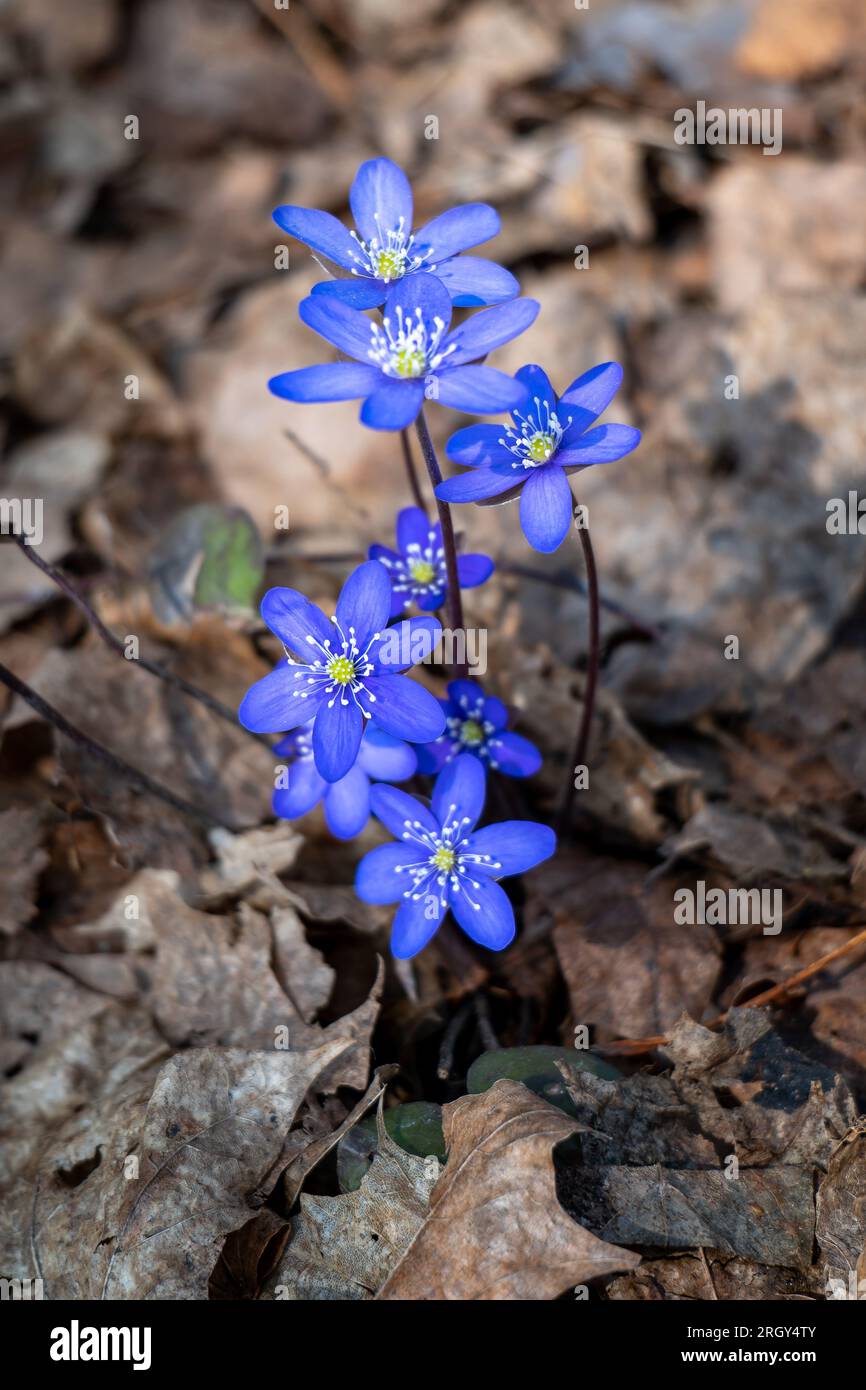 a close up of common hepatica Stock Photo - Alamy