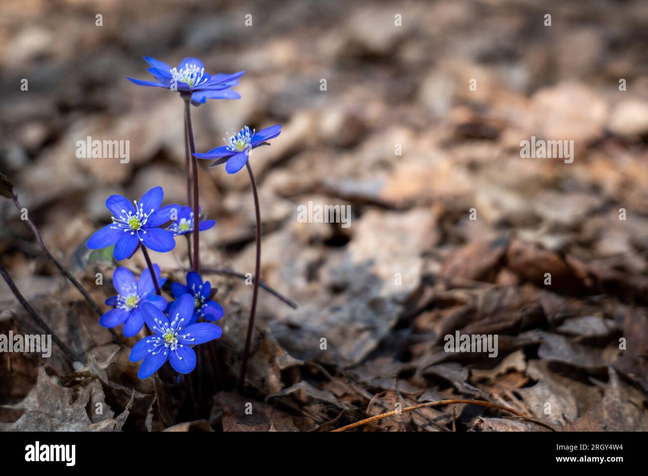 a close up of common hepatica Stock Photo - Alamy